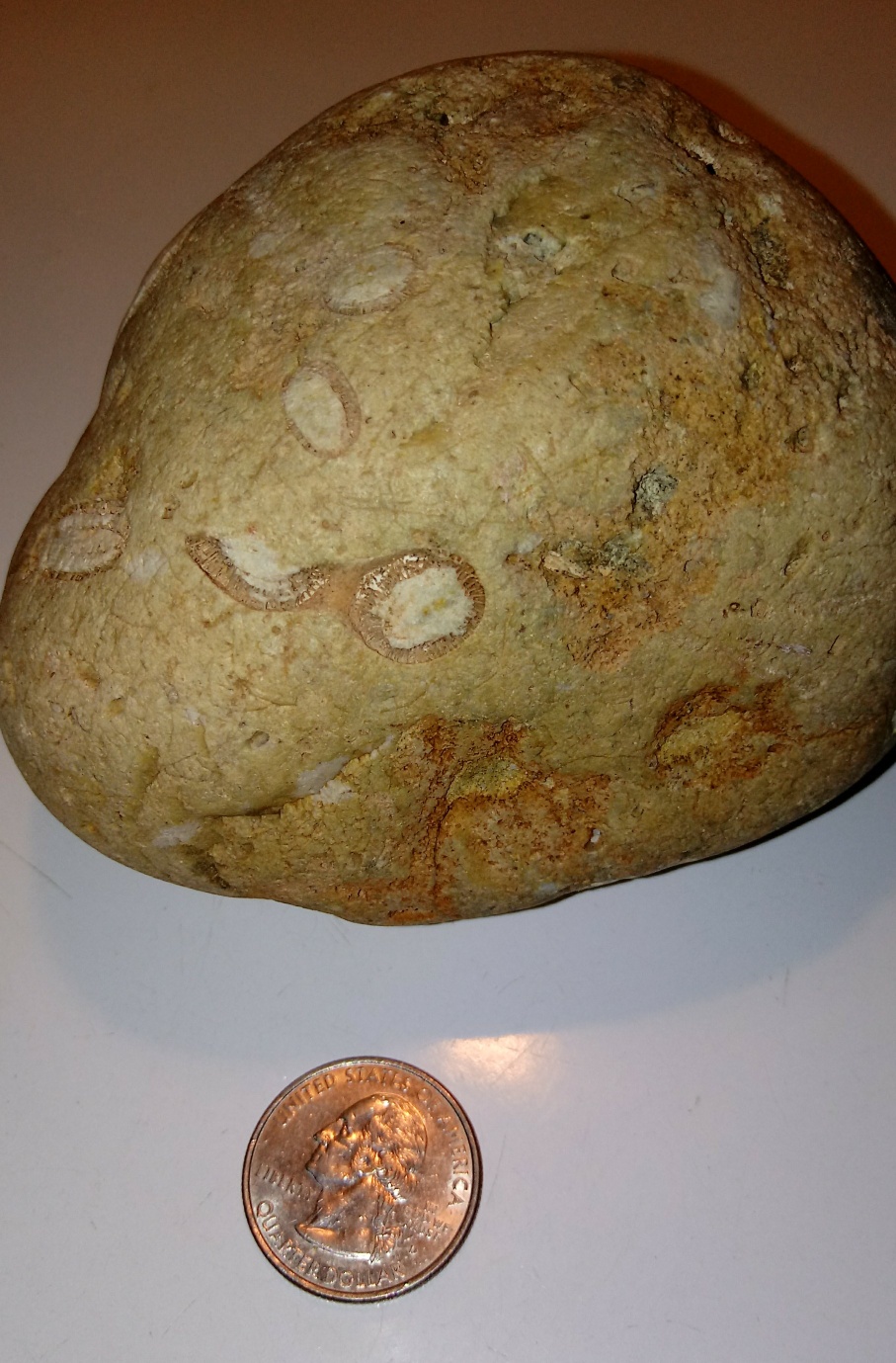 I don't have a Clue - Fossil ID - The Fossil Forum