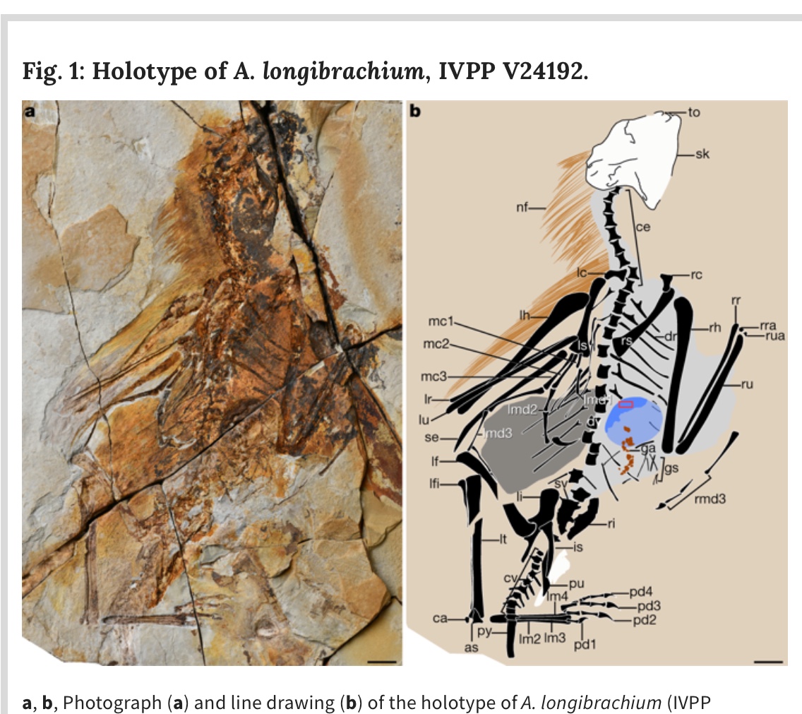 New Bat Wing Dinosaur - Fossil News - The Fossil Forum