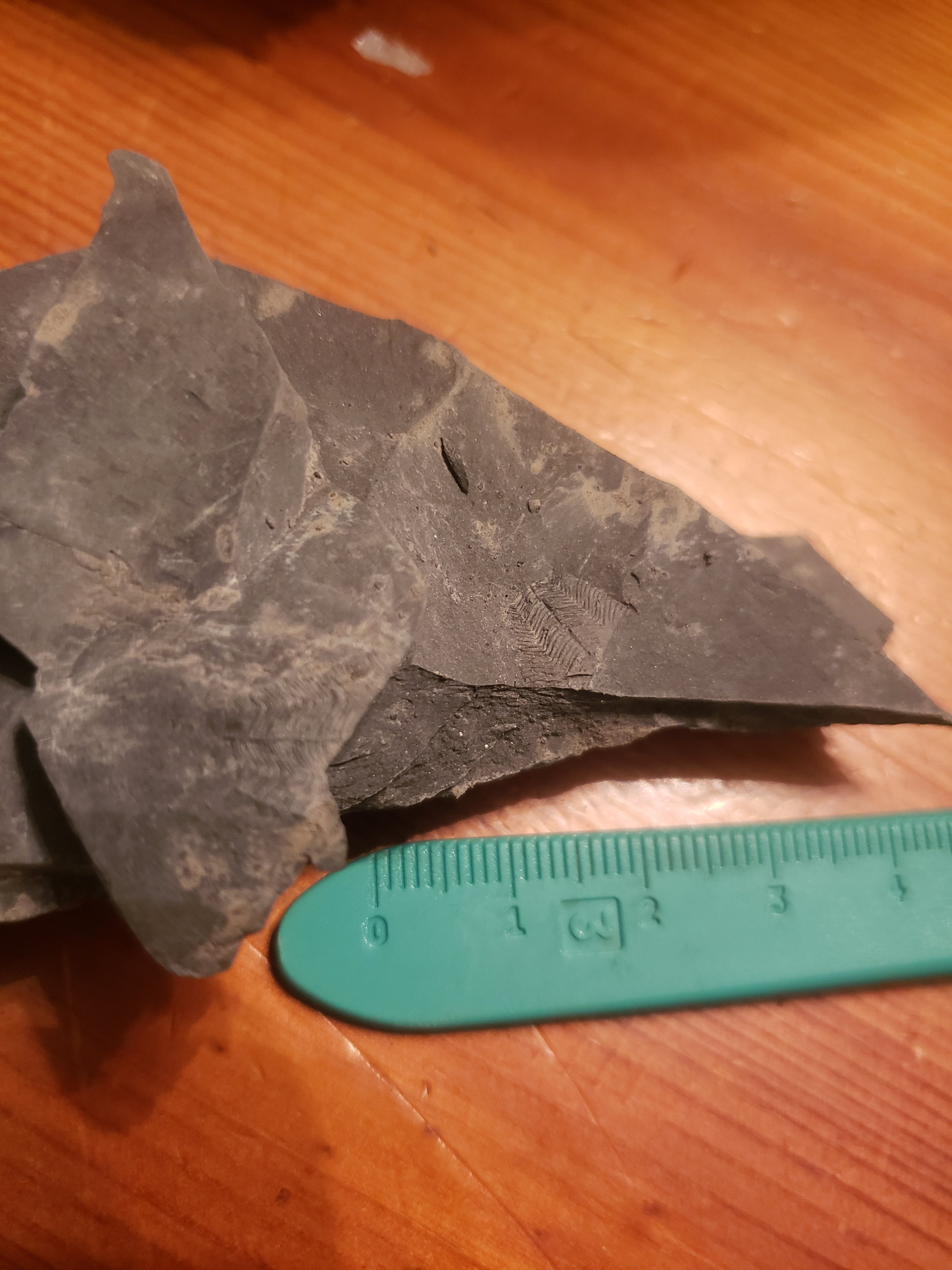 Conulariid - Fossil ID - The Fossil Forum