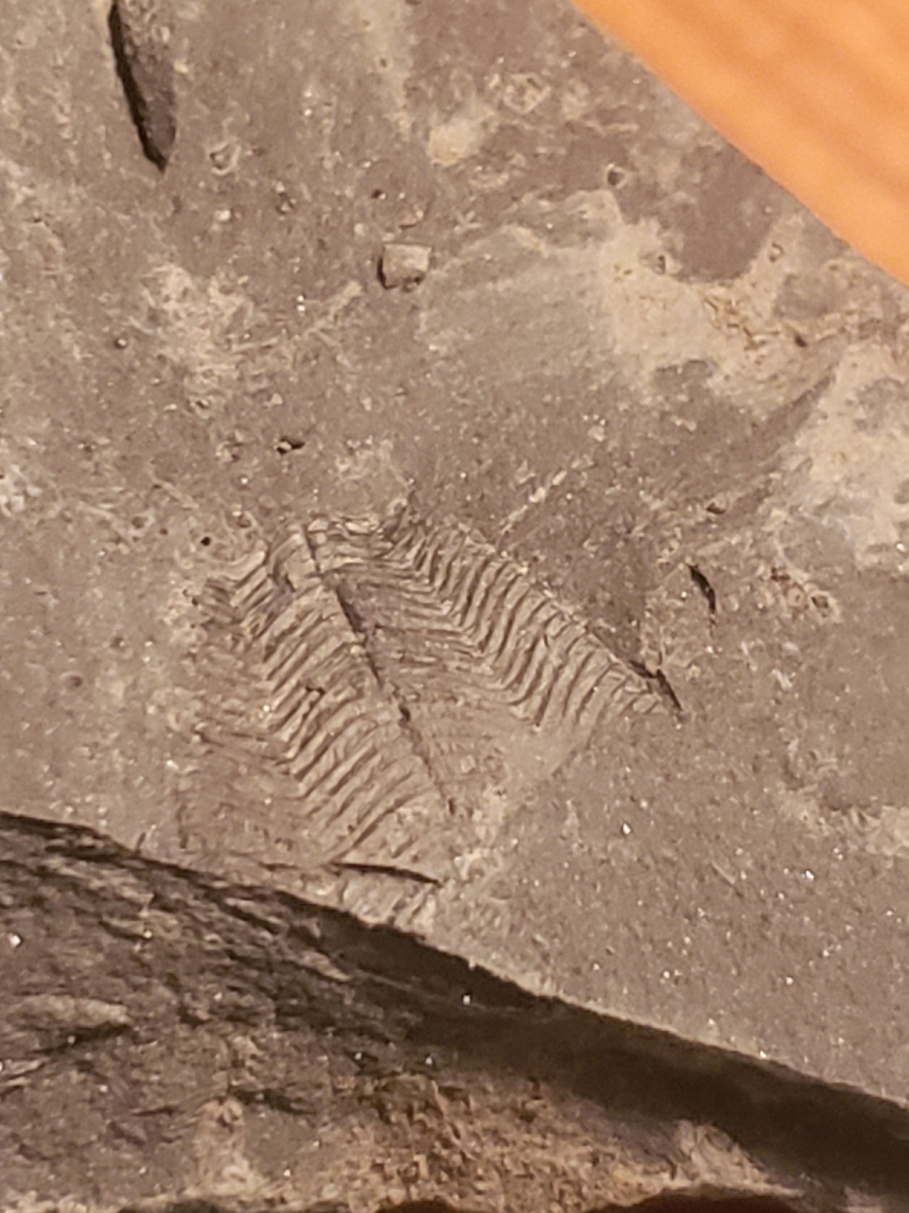 Conulariid - Fossil ID - The Fossil Forum