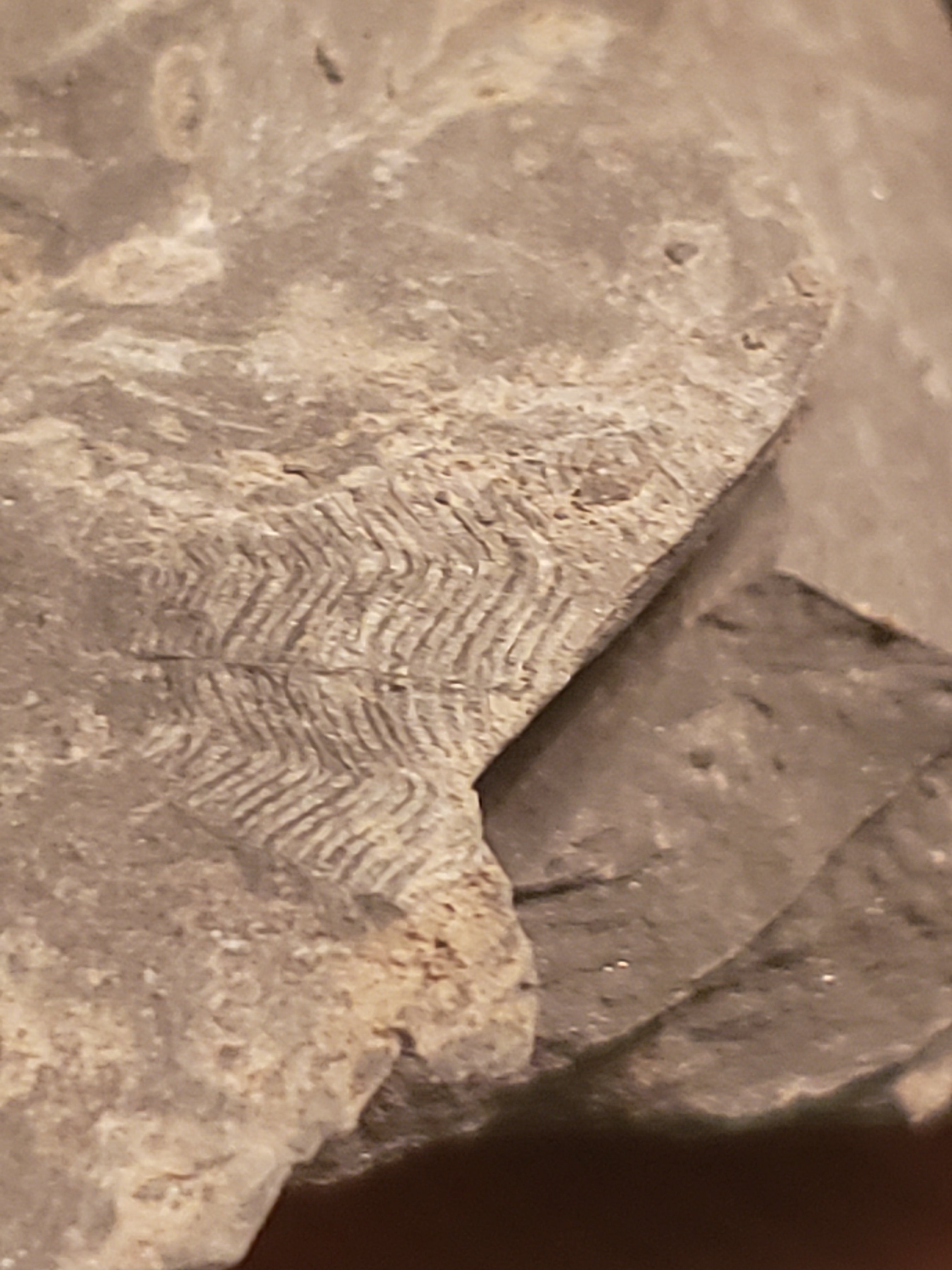 Conulariid - Fossil ID - The Fossil Forum