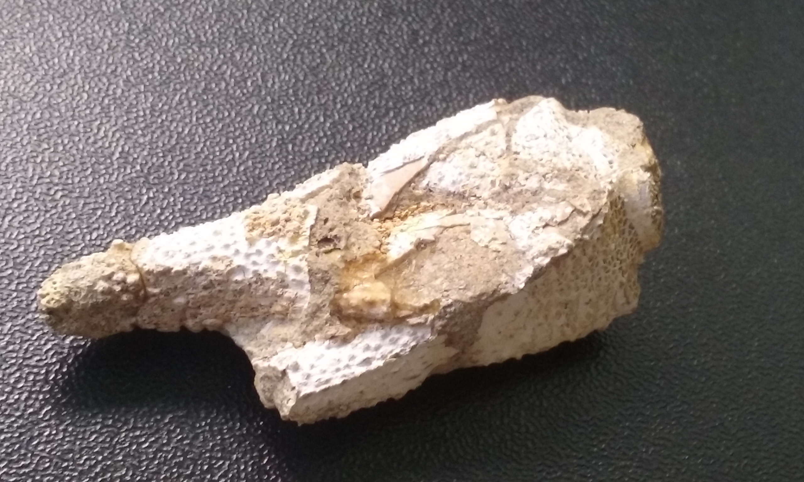 I really hope it's a crab claw. Cretaceous Texas - Fossil ID - The ...