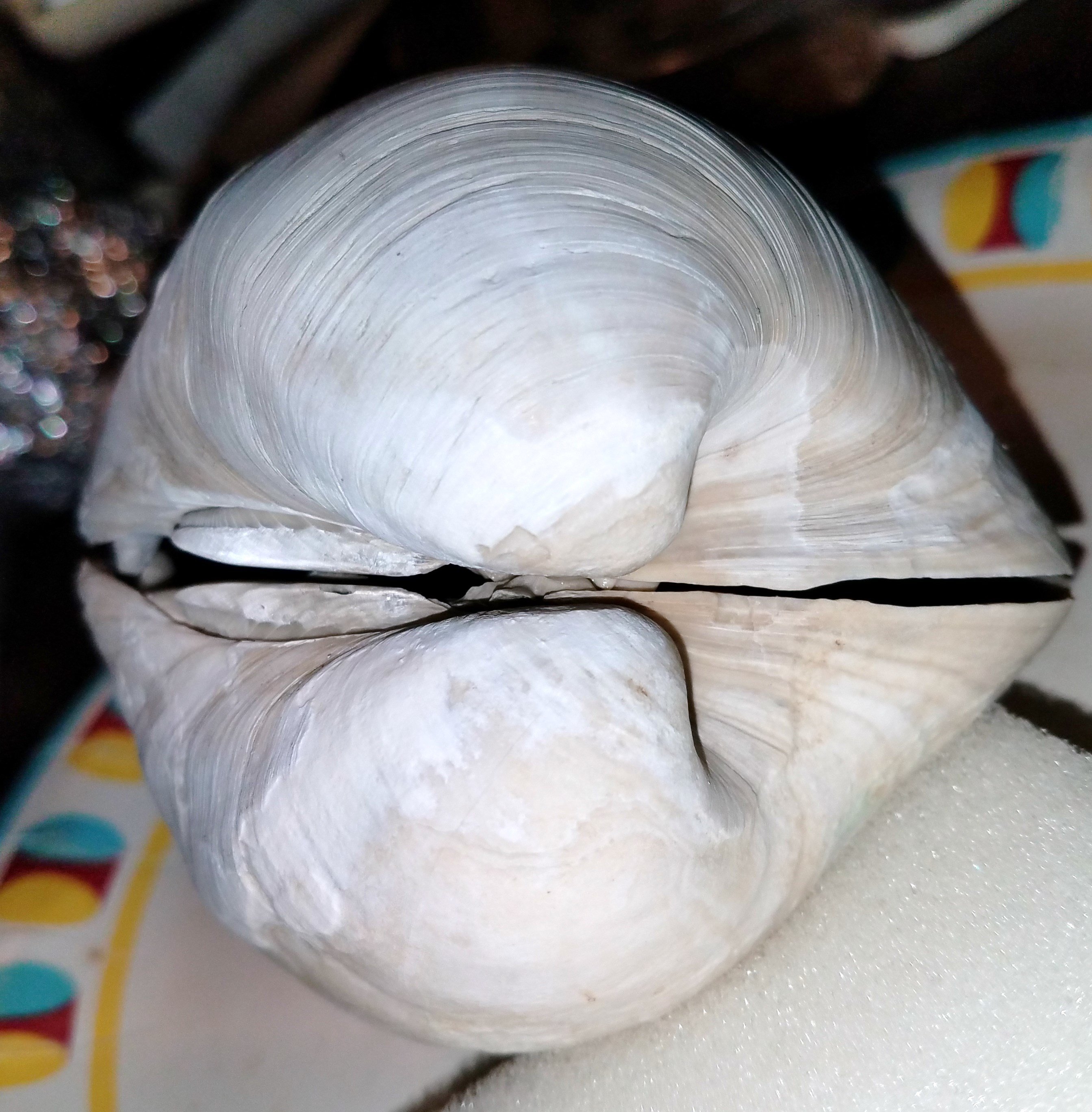 Heart Clam - Bivalves - The Fossil Forum