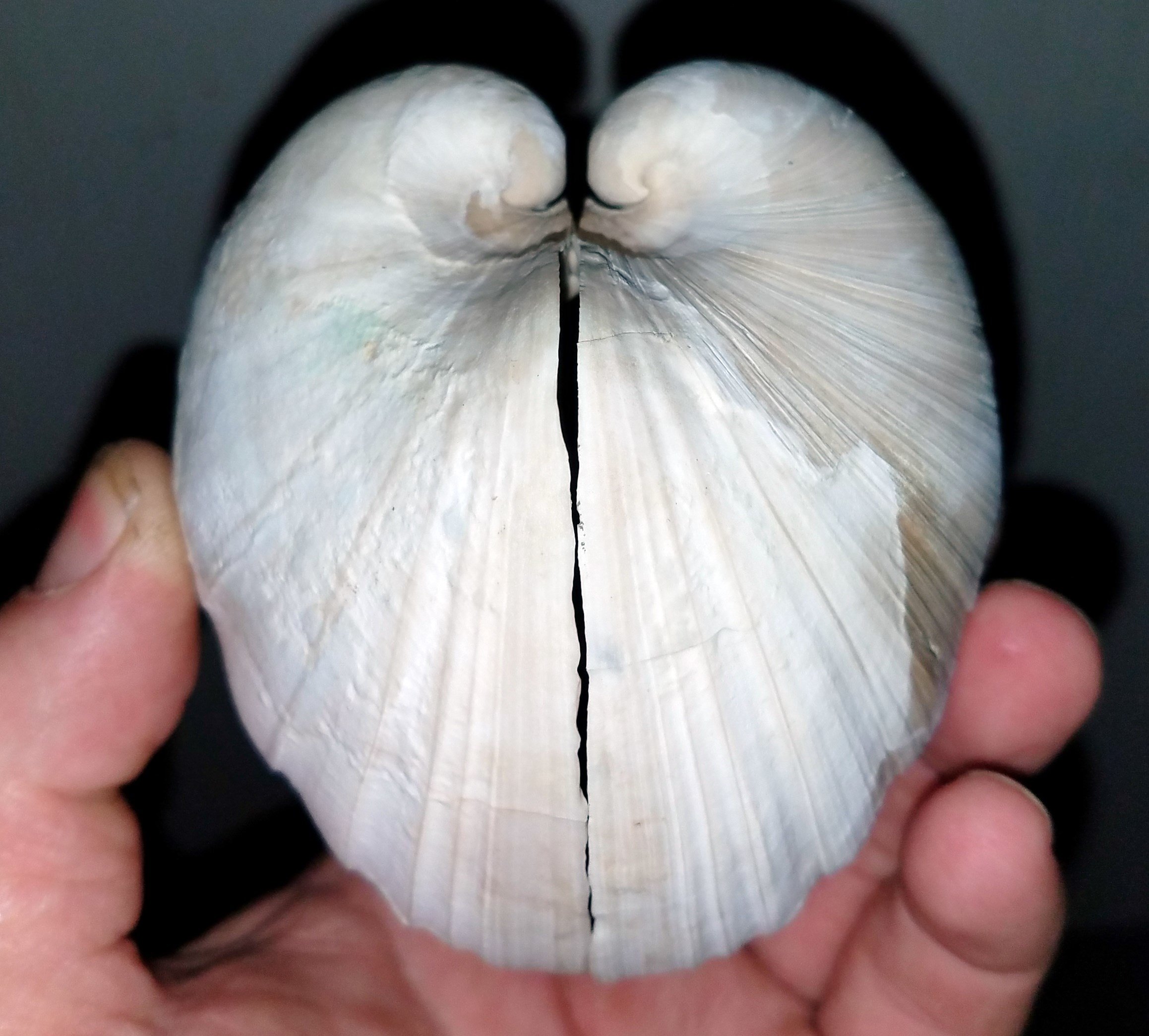 Heart Clam - Bivalves - The Fossil Forum
