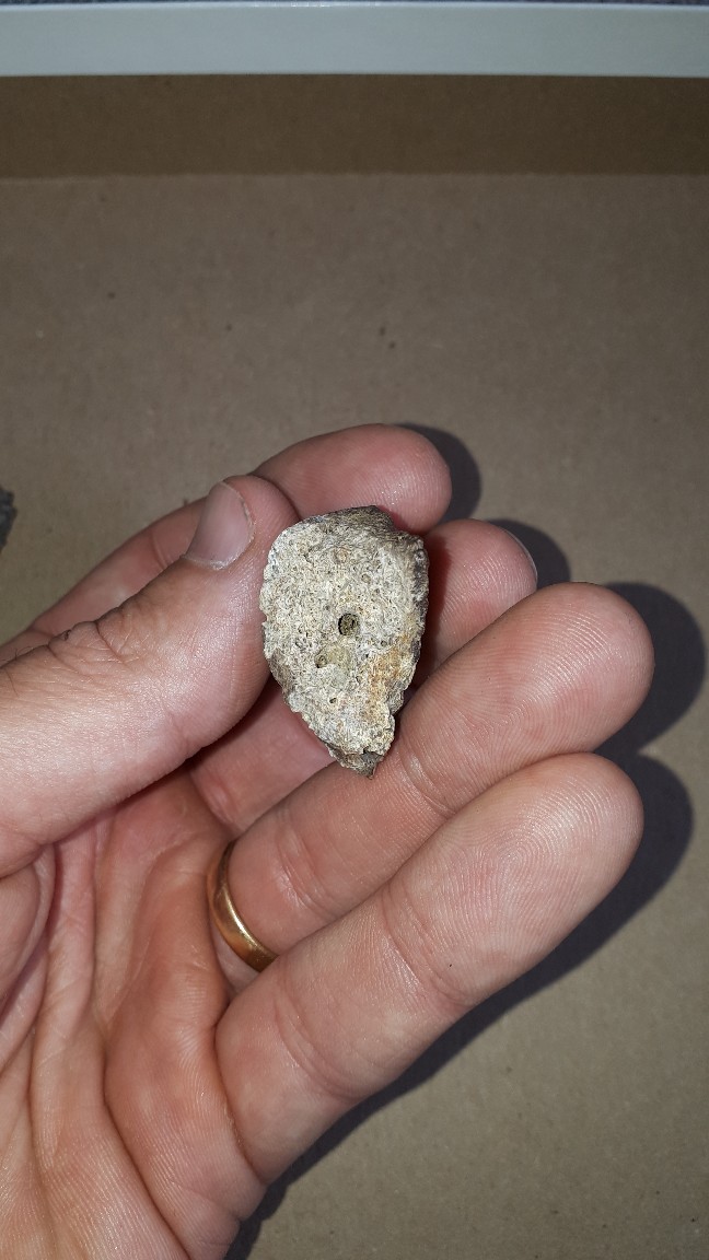 2019 Alberta dinosaur fossils and more - Fossil ID - The Fossil Forum