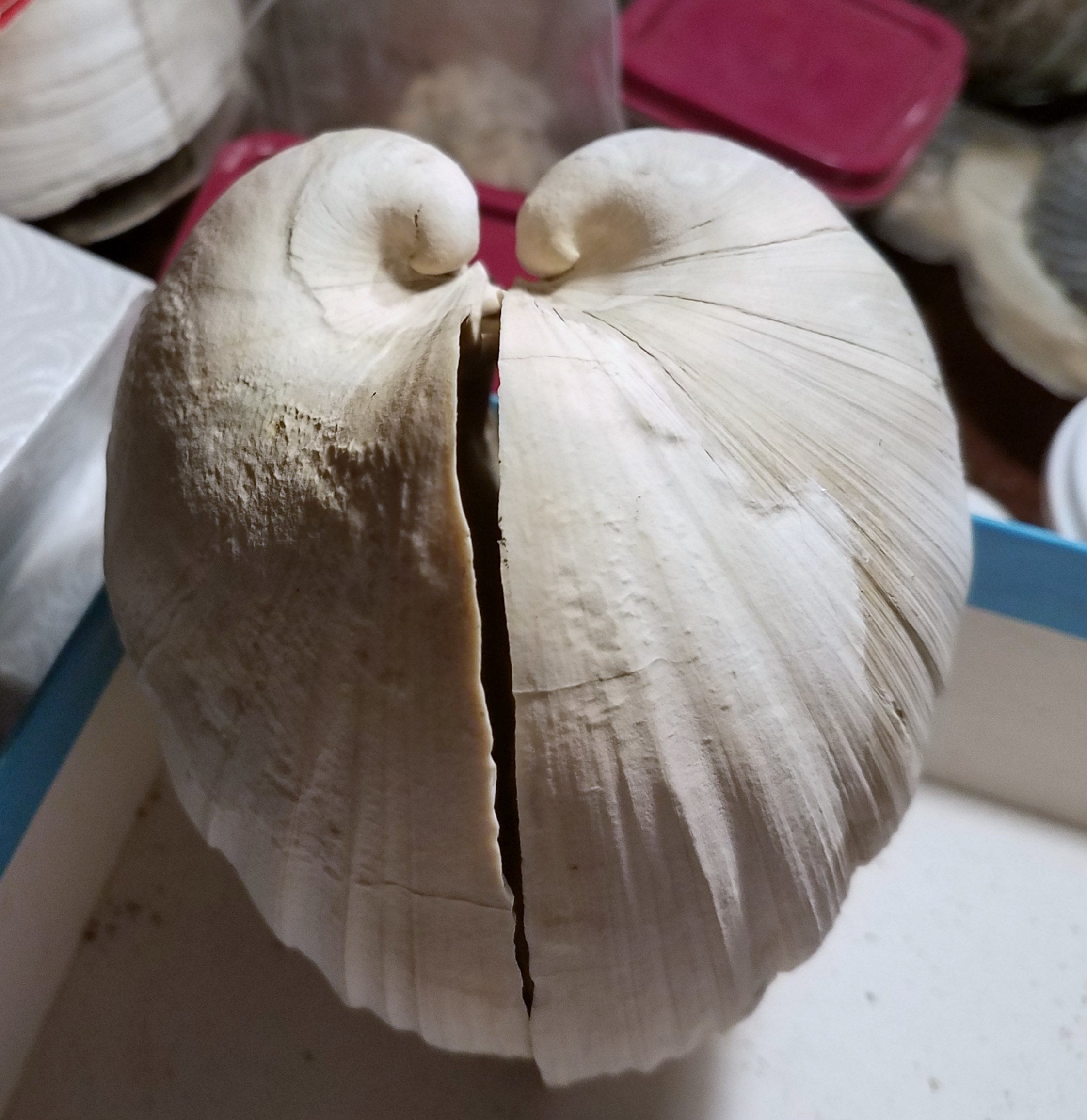 Heart Clam - Bivalves - The Fossil Forum