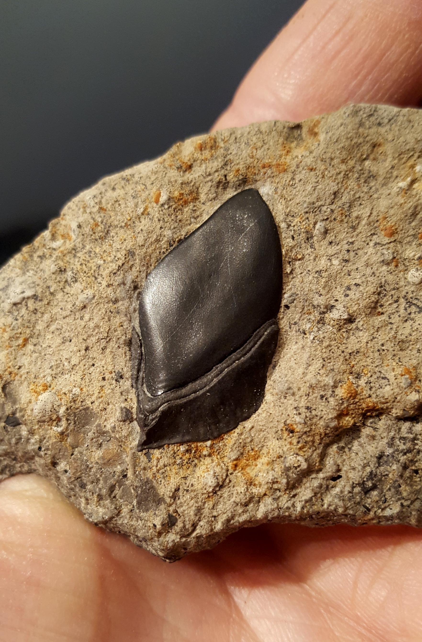 Megalichthys of Illinois - Fossil Hunting Trips - The Fossil Forum
