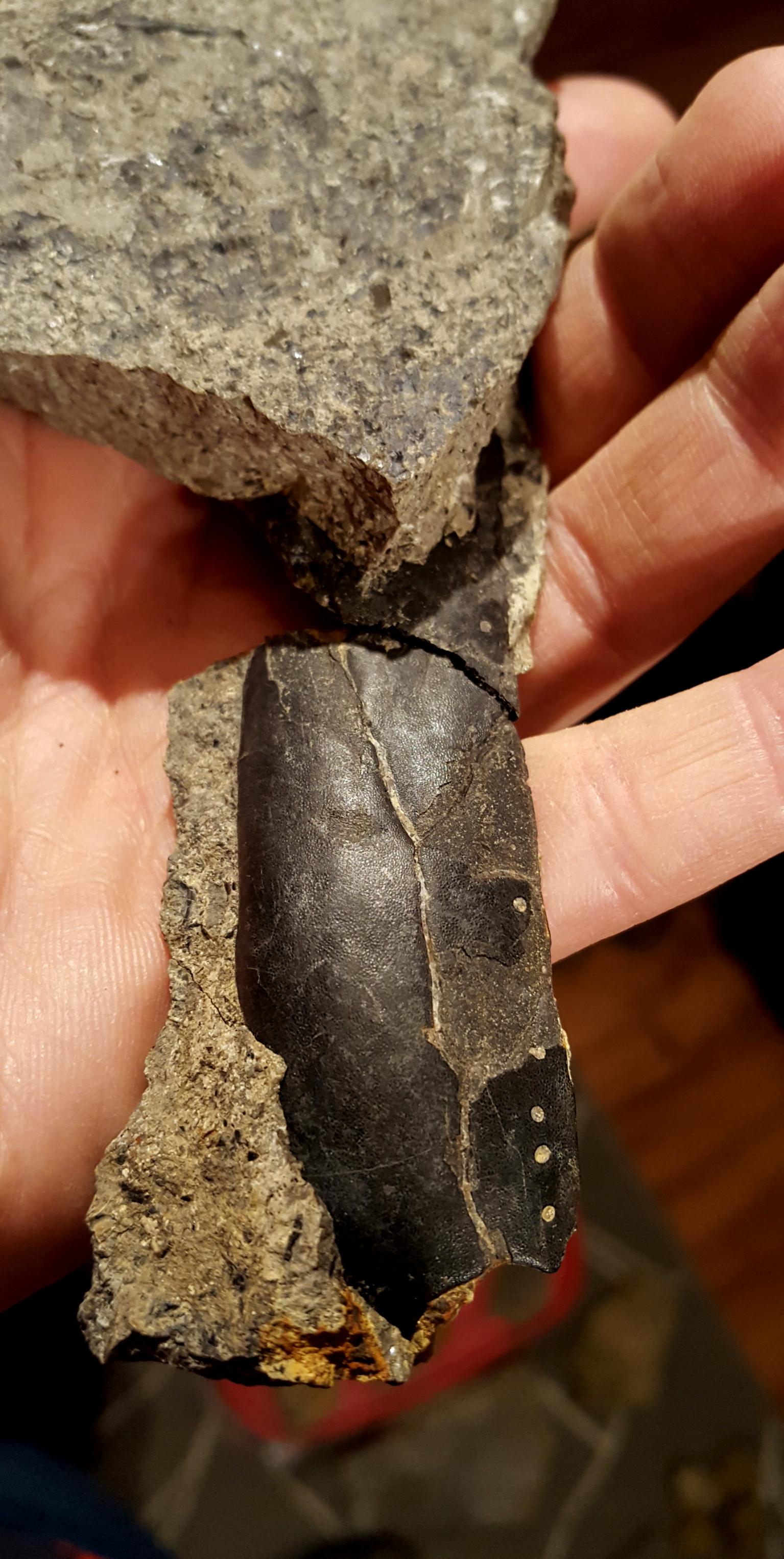 Megalichthys of Illinois - Fossil Hunting Trips - The Fossil Forum