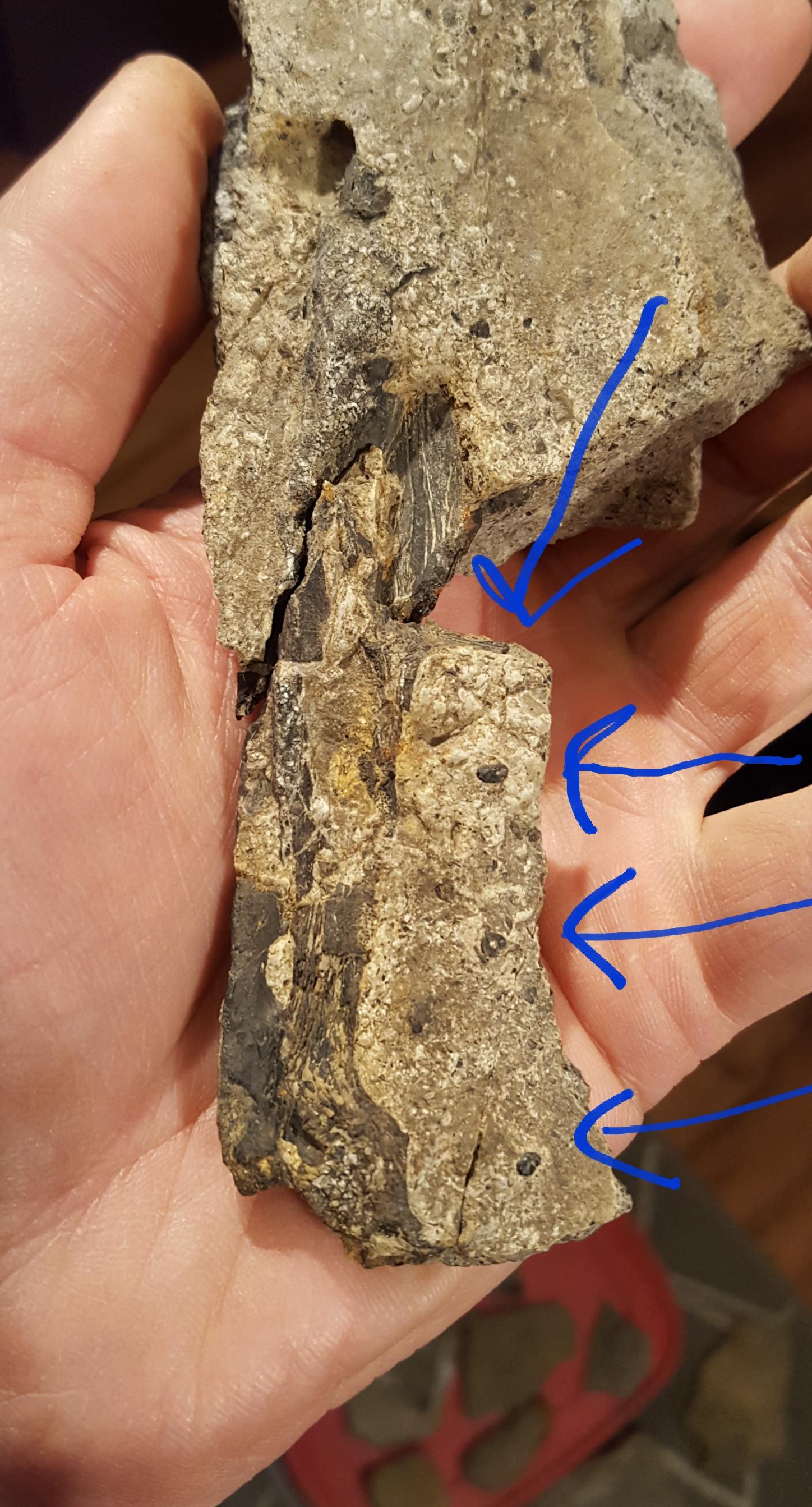 Megalichthys of Illinois - Fossil Hunting Trips - The Fossil Forum
