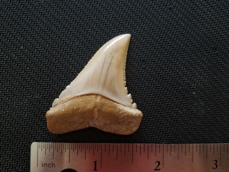 Show us your rarest shark’s teeth! - Member Collections - The Fossil Forum