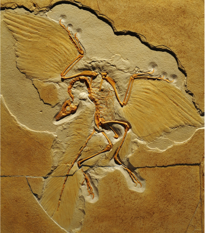 Archaeopteryx gets company - Fossil News - The Fossil Forum