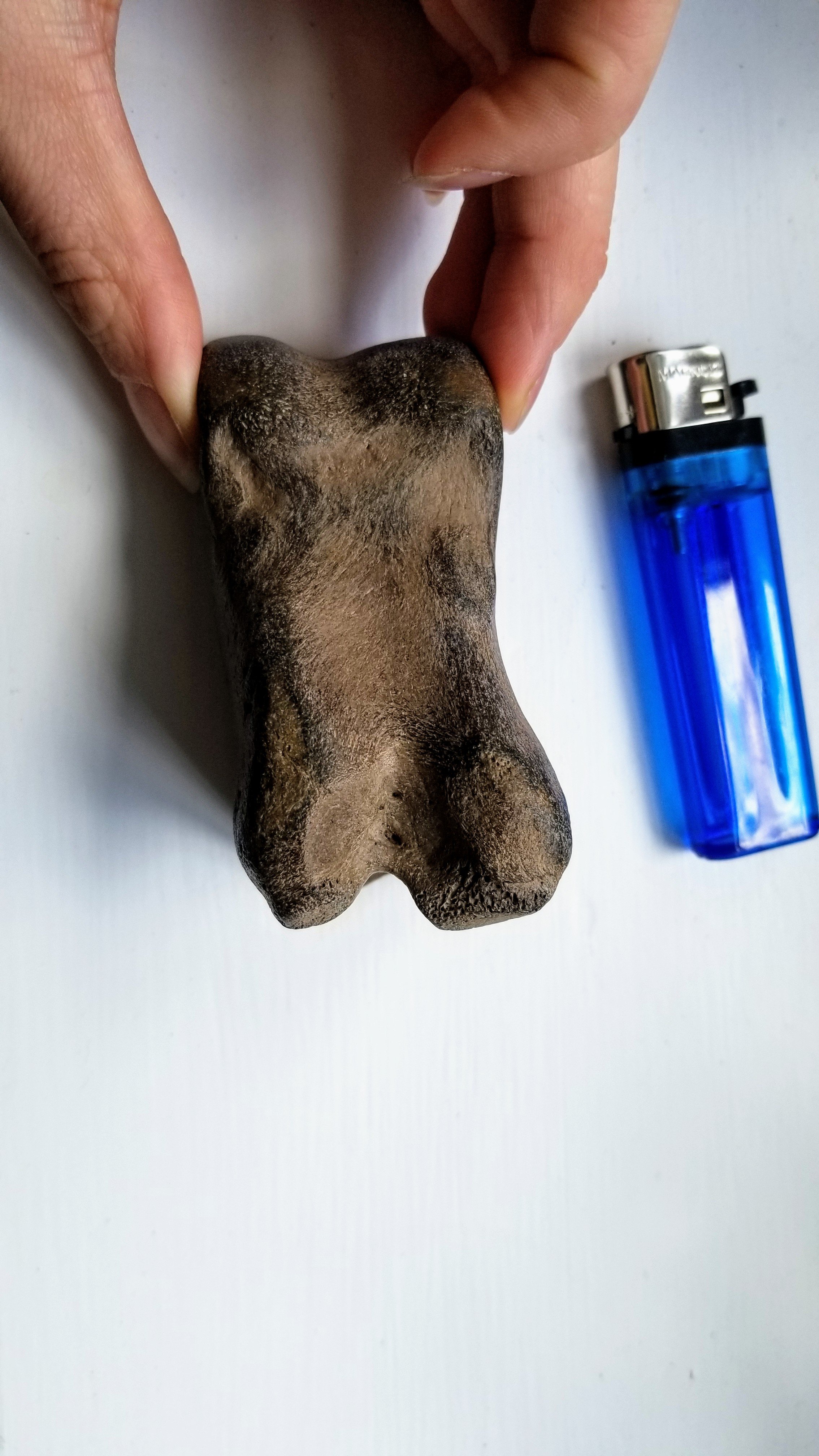 Bison Toe Bone? - Fossil ID - The Fossil Forum
