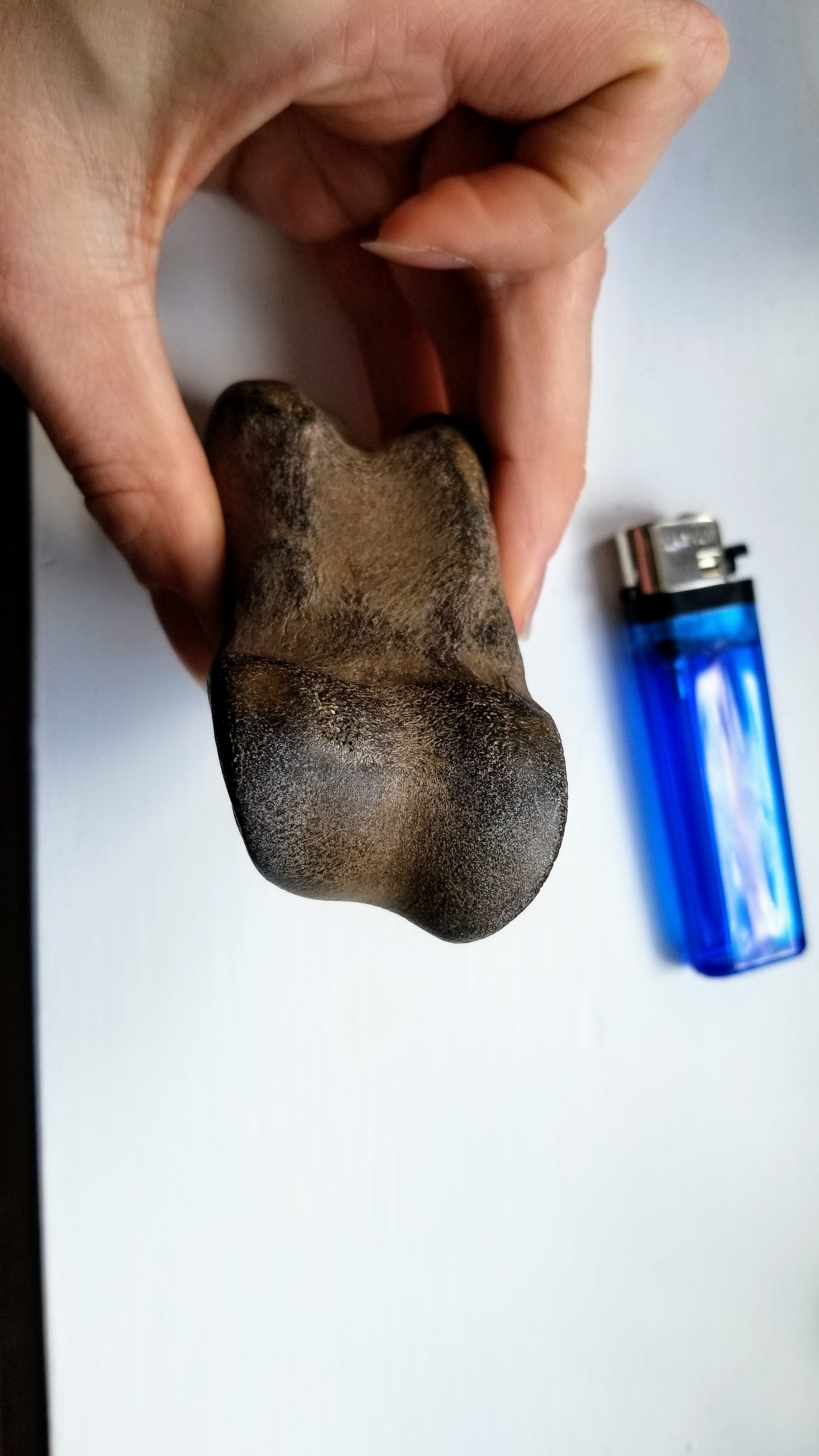 Bison Toe Bone? - Fossil ID - The Fossil Forum