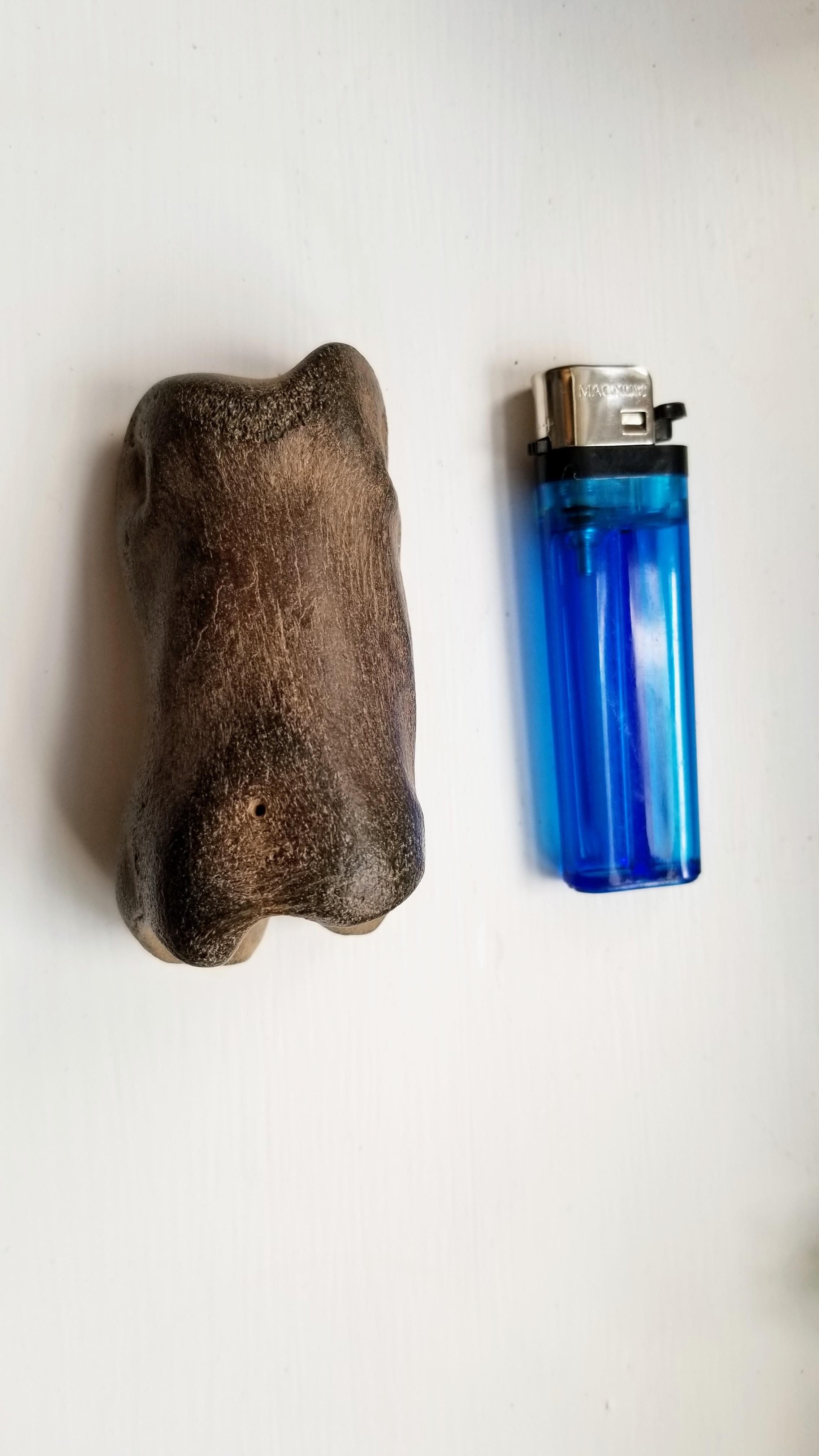 Bison Toe Bone? - Fossil ID - The Fossil Forum