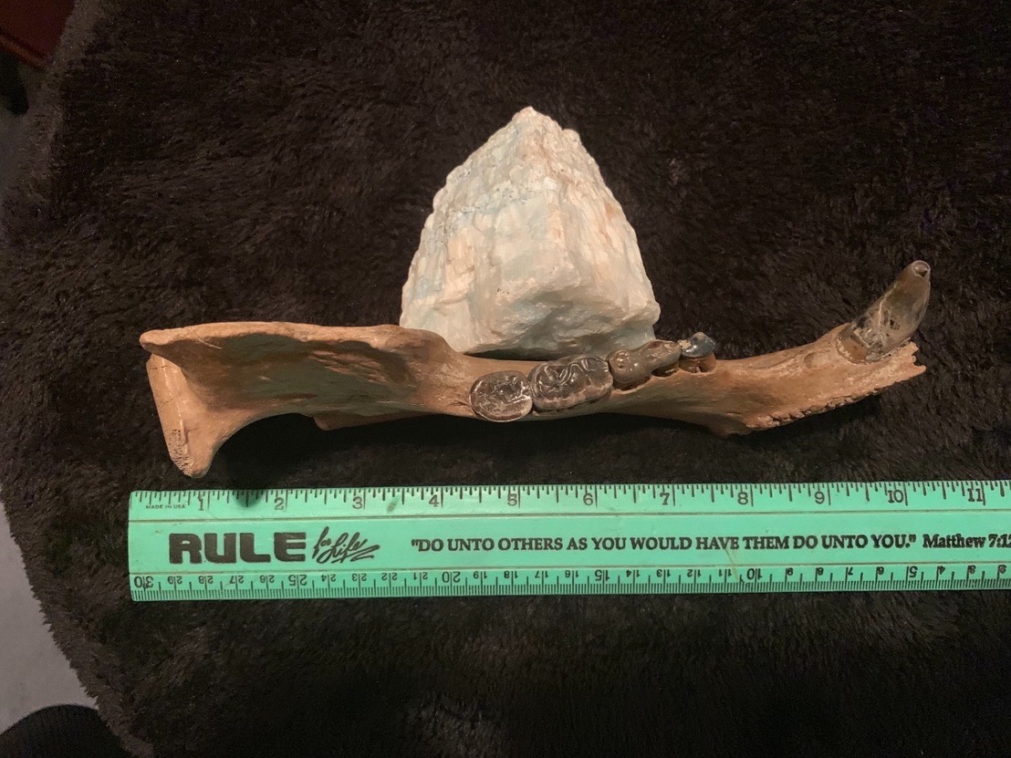 Unknown Fossilized jaw found on nemaha river in southeast corner of ...