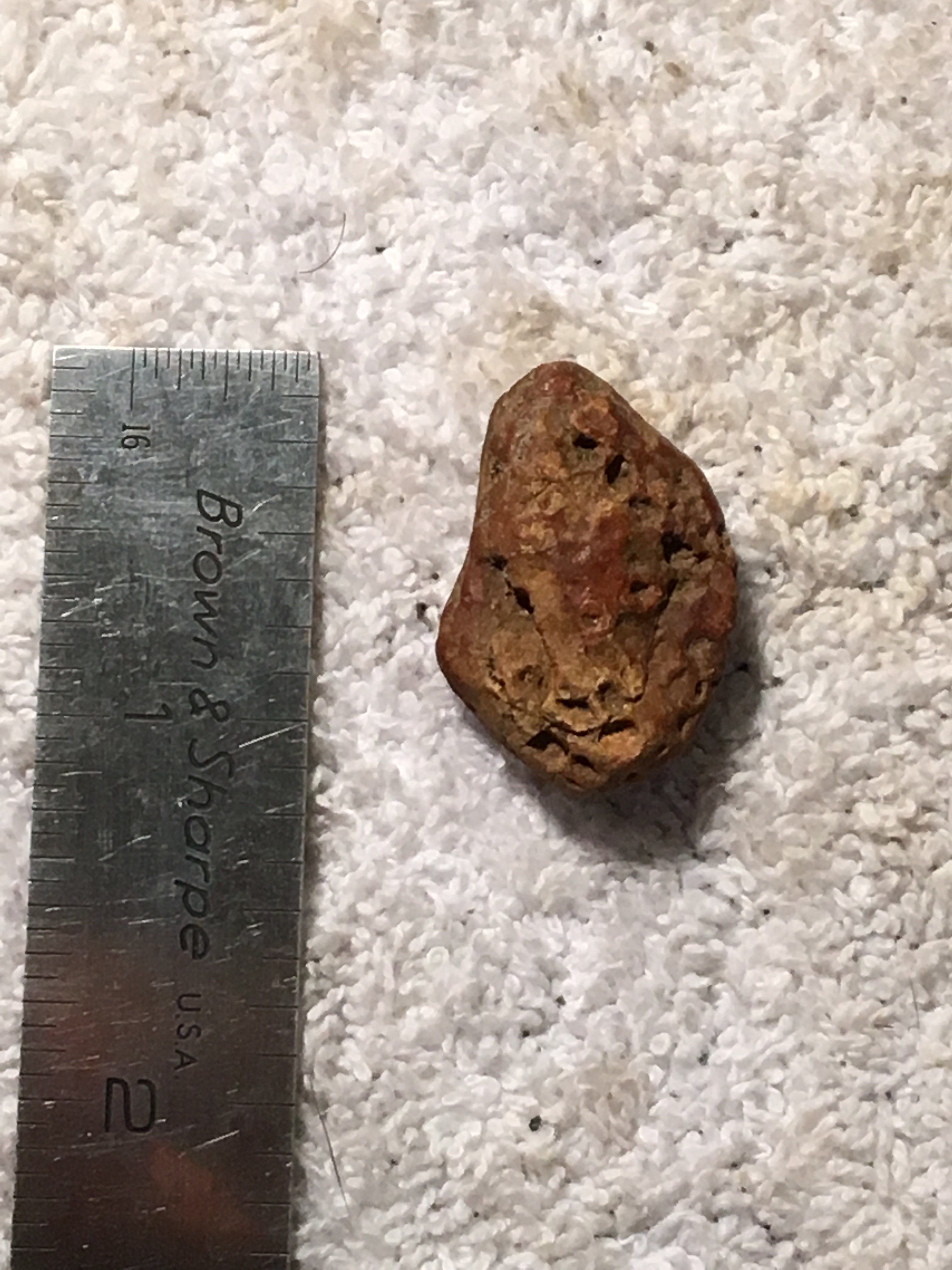 Help identify fossil pattern - Fossil ID - The Fossil Forum