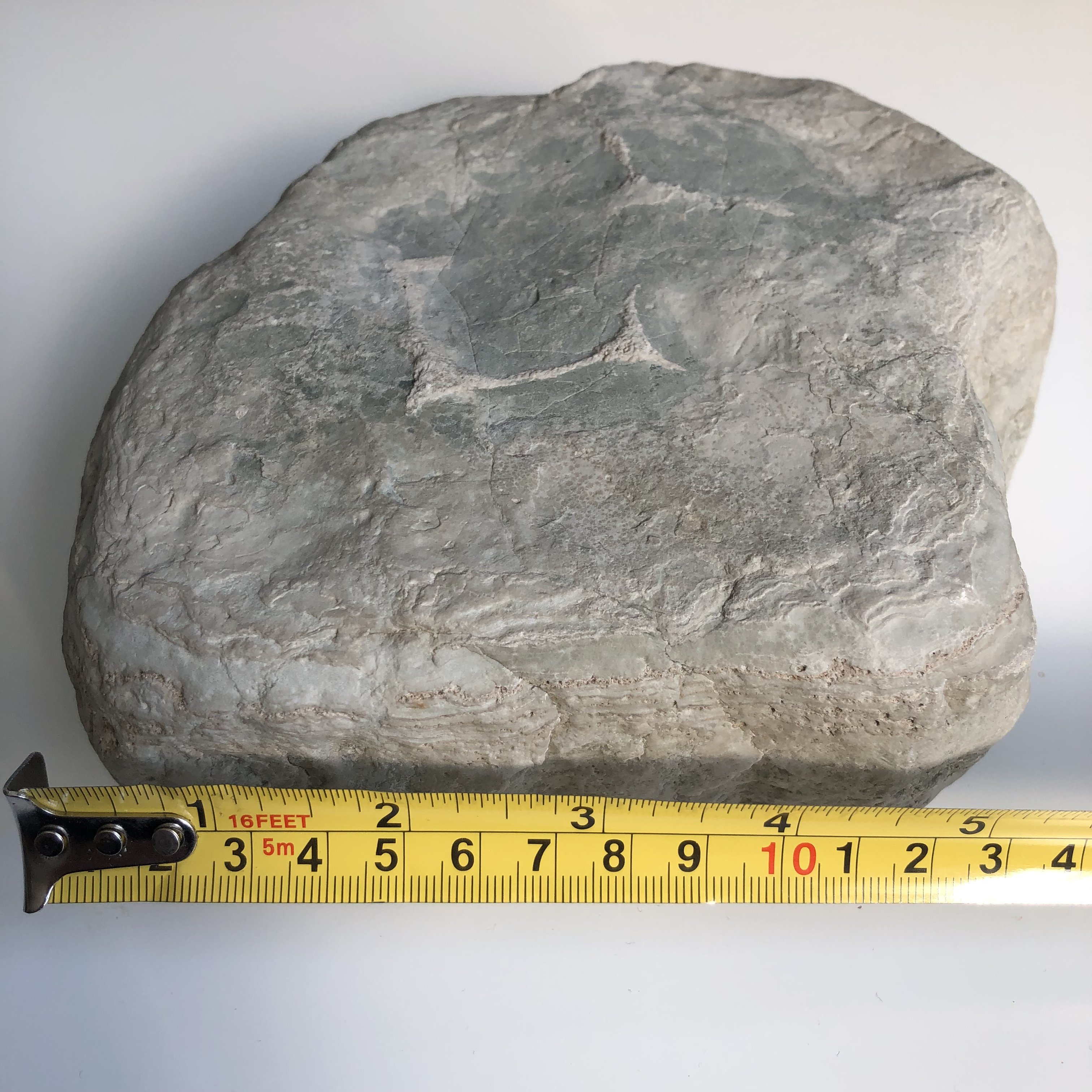 I’m not even sure this is a fossil? Penarth, Wales UK - Jurassic, Blue ...