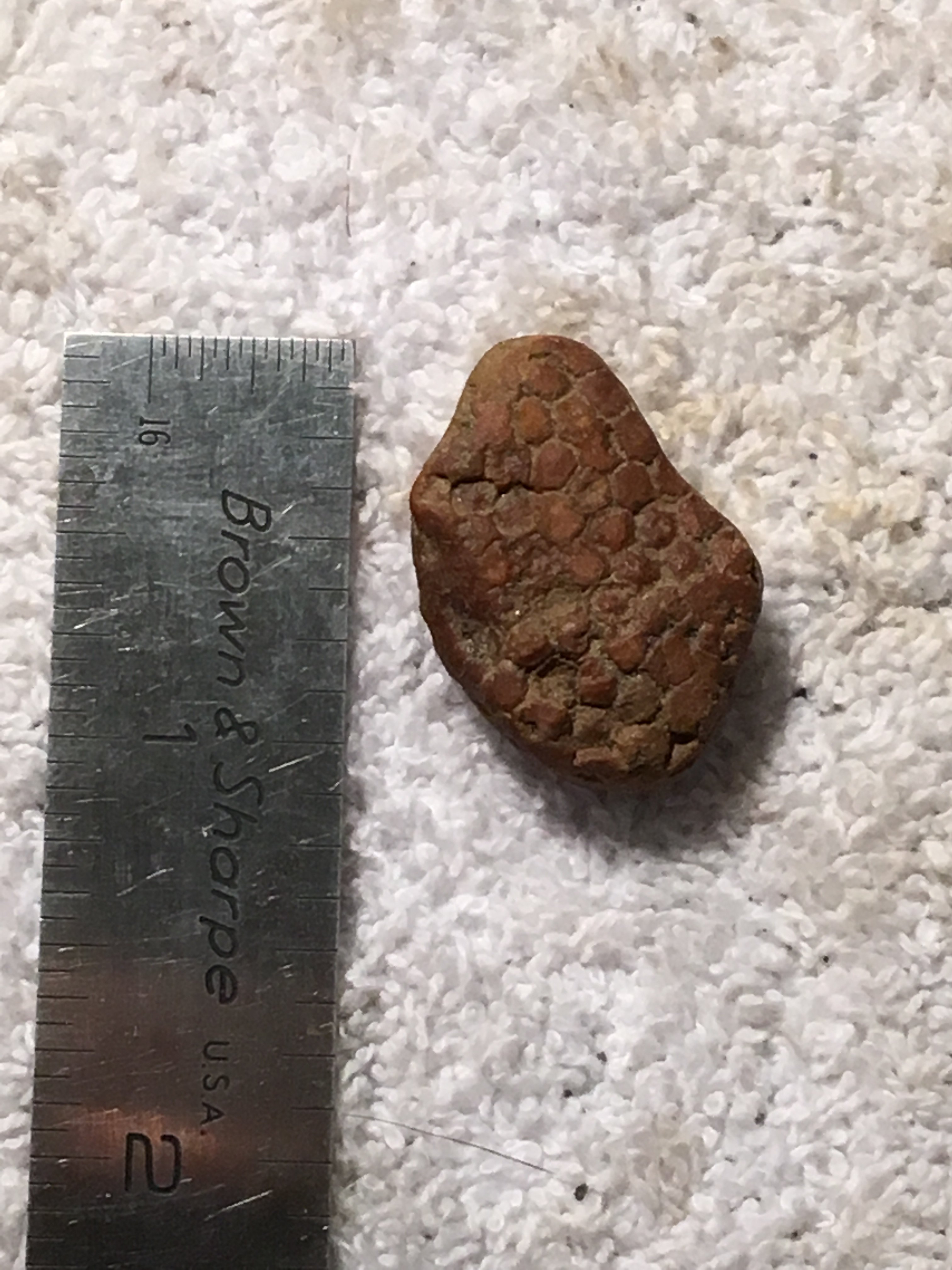 Help identify fossil pattern - Fossil ID - The Fossil Forum