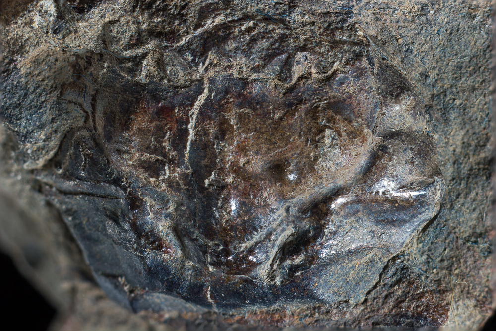 Second (and third) crab fossil from southern Vancouver Island ...