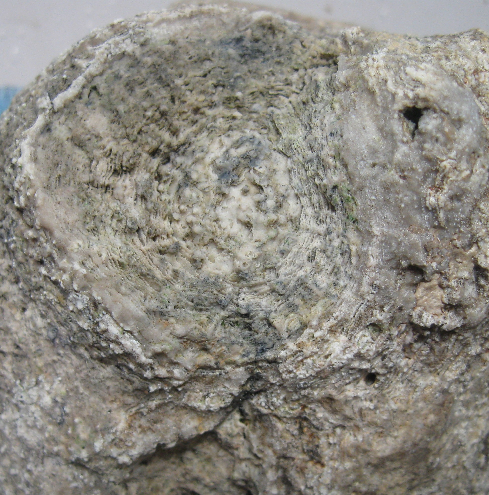 Middle Devonian Stromatoporoids - Member Collections - The Fossil Forum