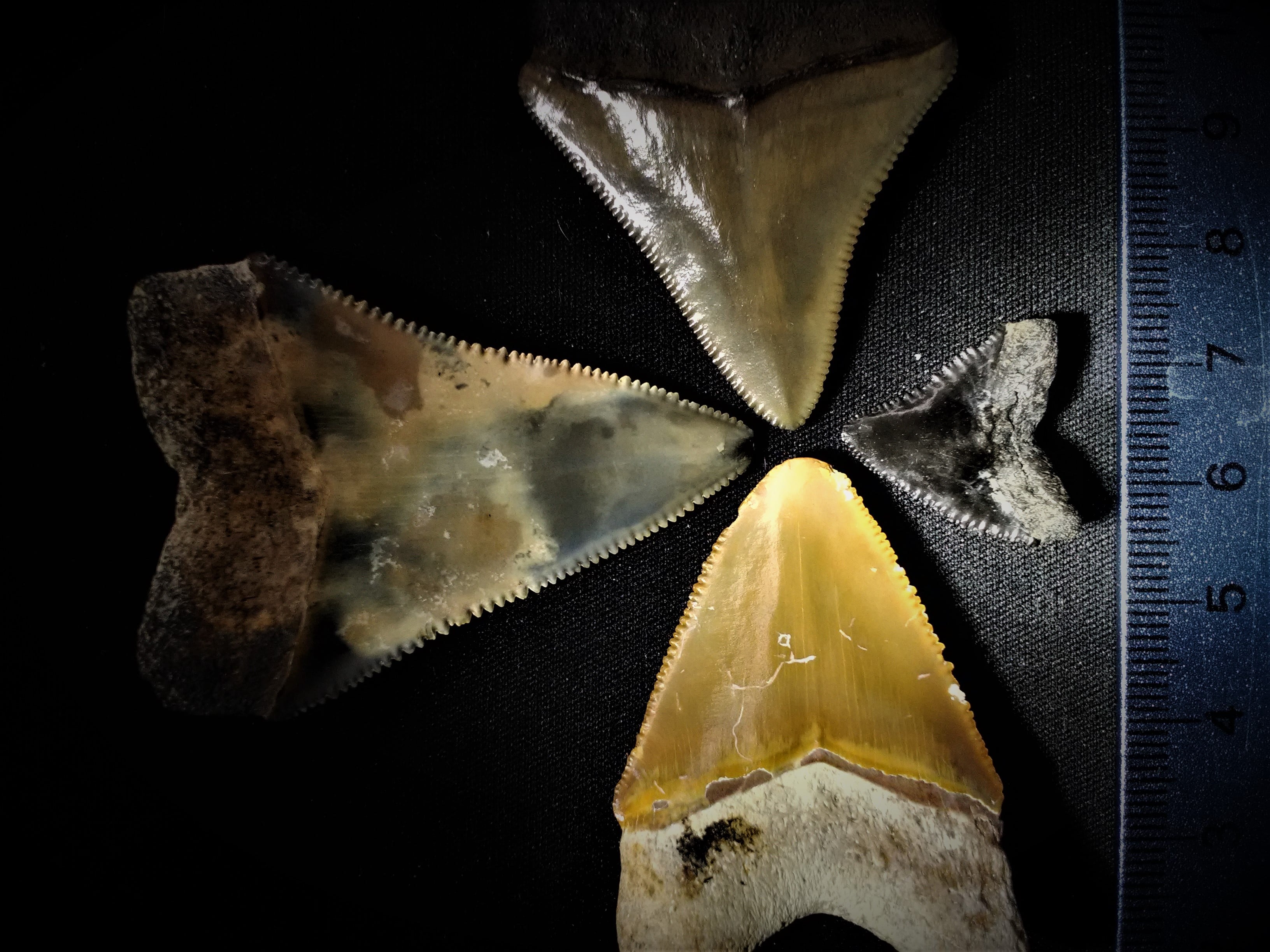 Several more Florida Shark tooth ID questions - Fossil ID - The Fossil ...