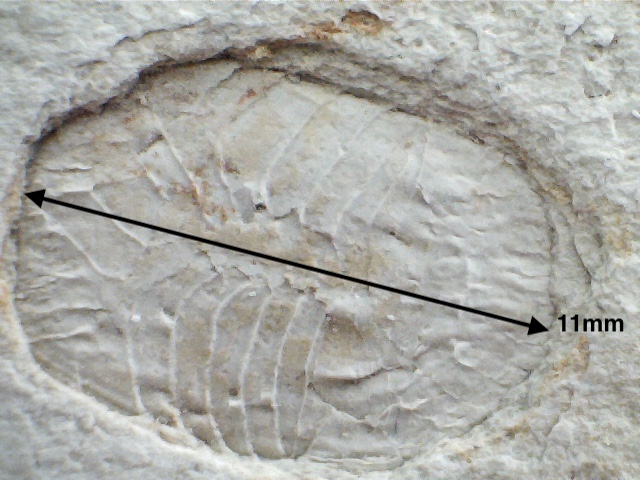 Fossil Isopod - Fossil ID - The Fossil Forum