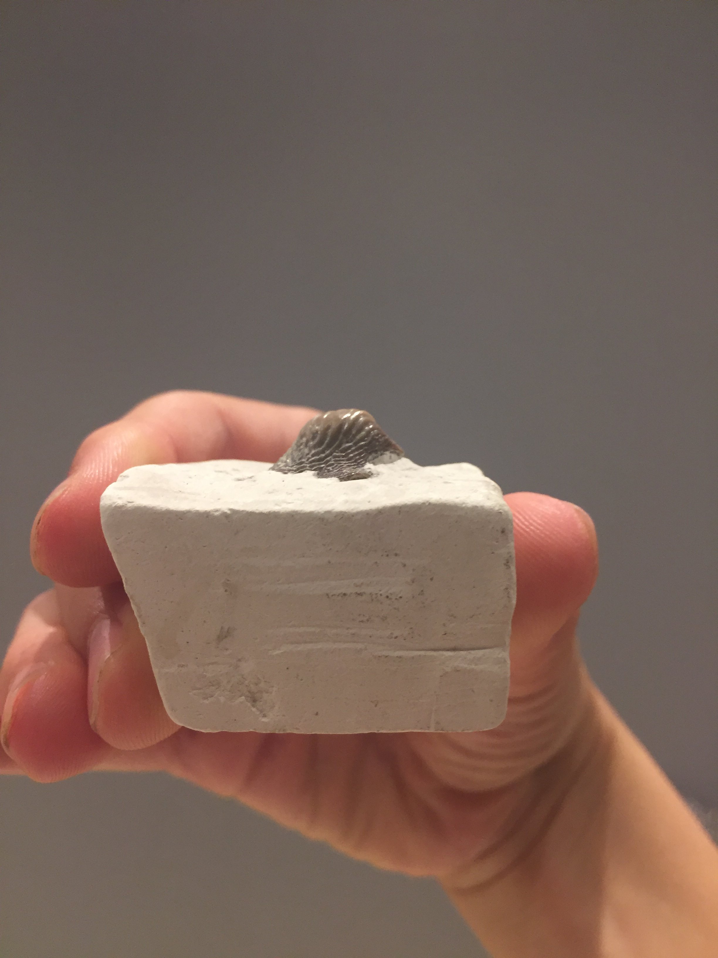 What ptychodus species is this ): - Fossil ID - The Fossil Forum