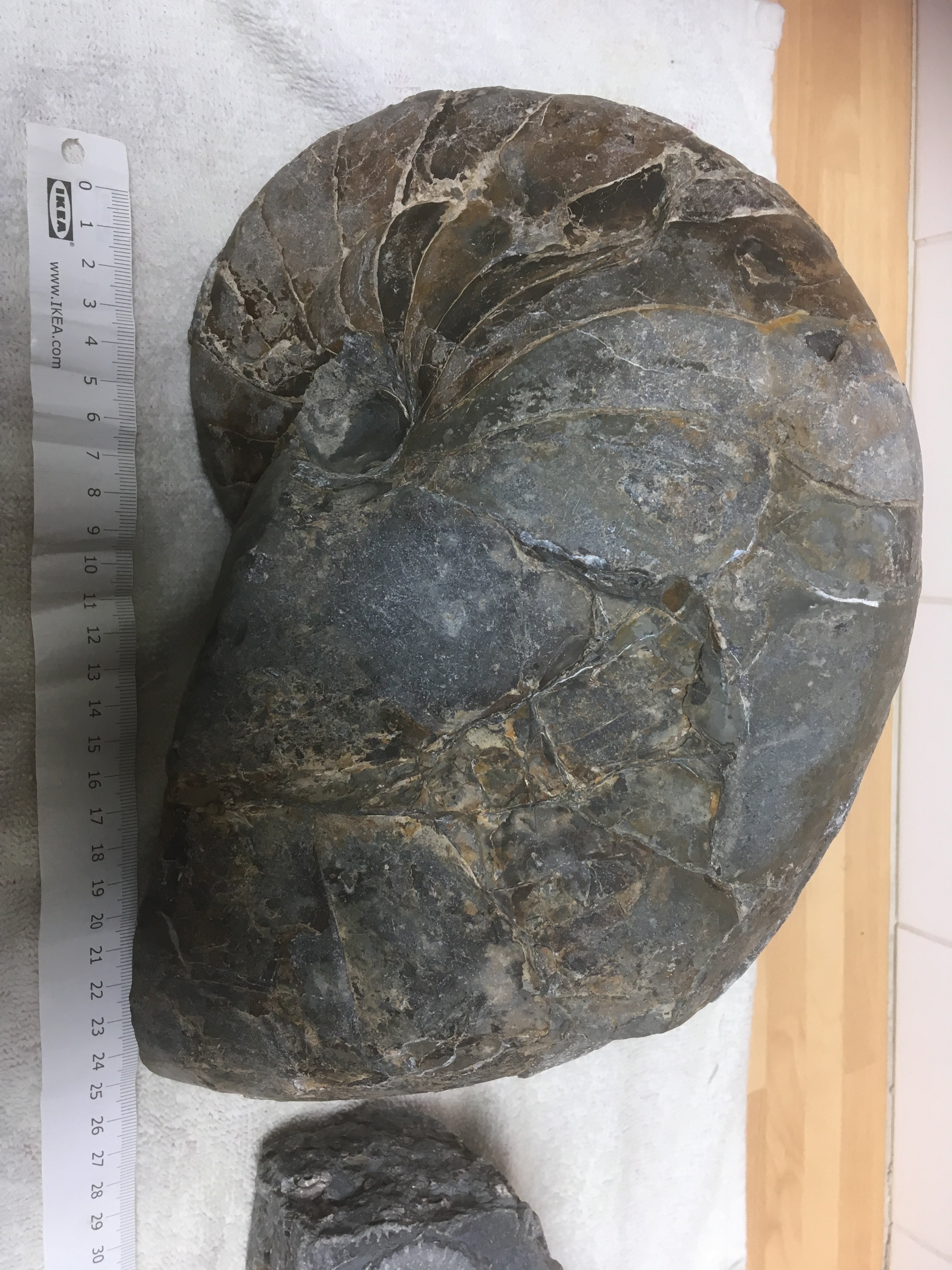 Nautiloid Sizes? - General Fossil Discussion - The Fossil Forum