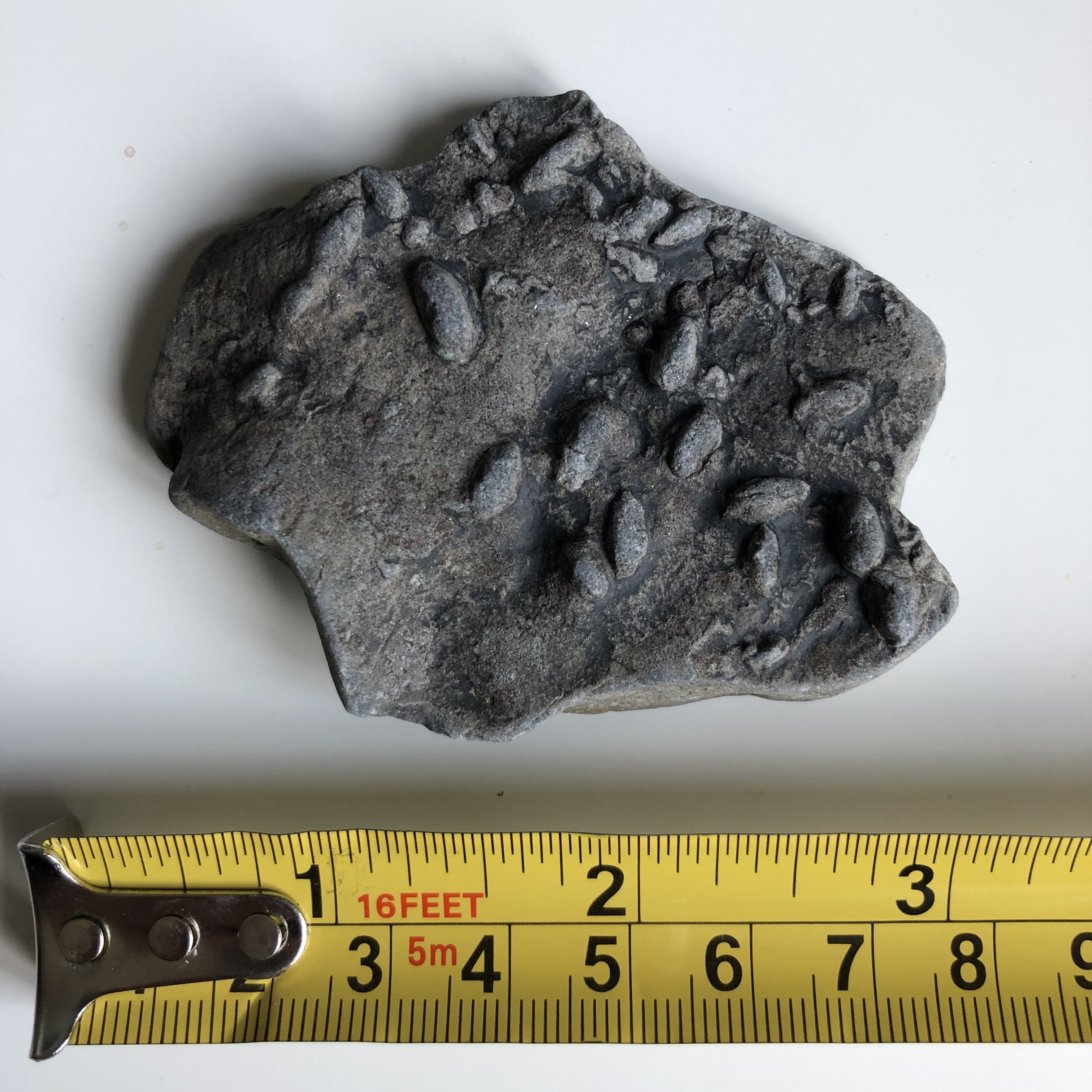 Trace Fossil? Penarth, Wales UK. Triassic / Jurassic? - Fossil ID - The ...