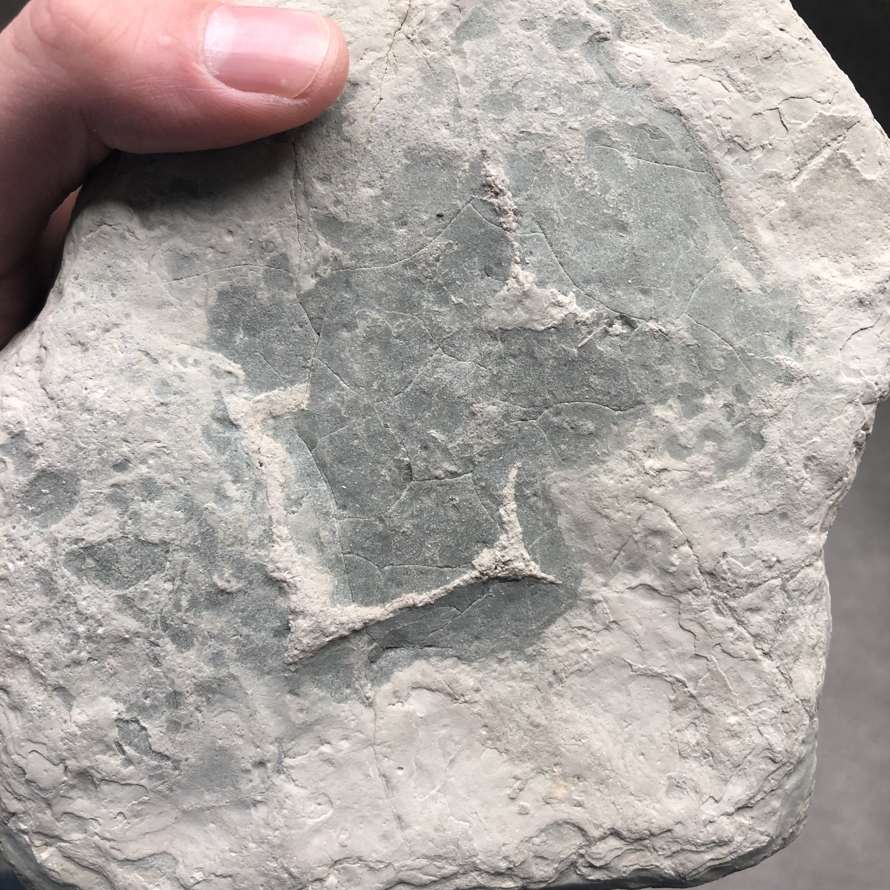 I’m not even sure this is a fossil? Penarth, Wales UK - Jurassic, Blue ...