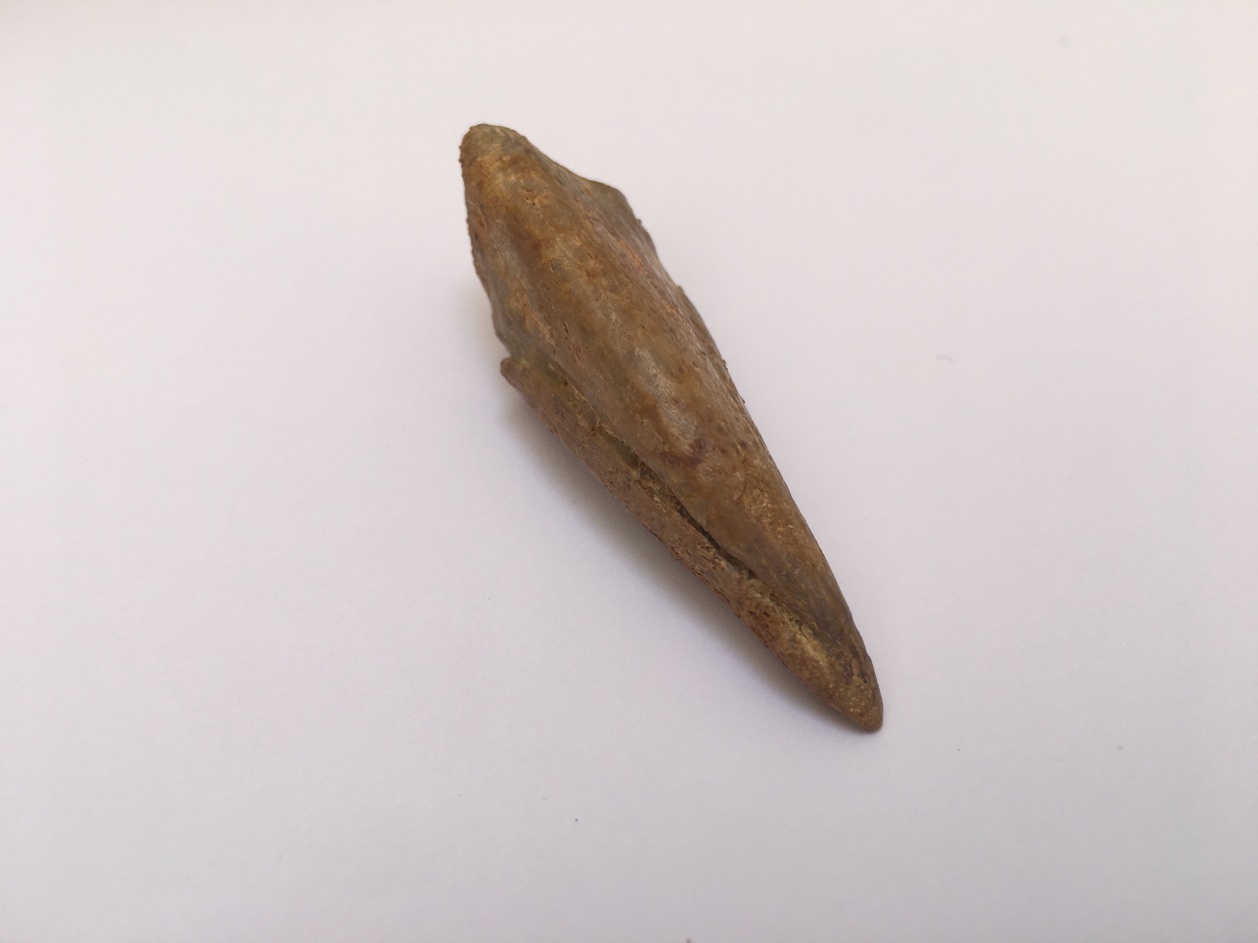 Dinosaur foot claw - Fossil ID - The Fossil Forum