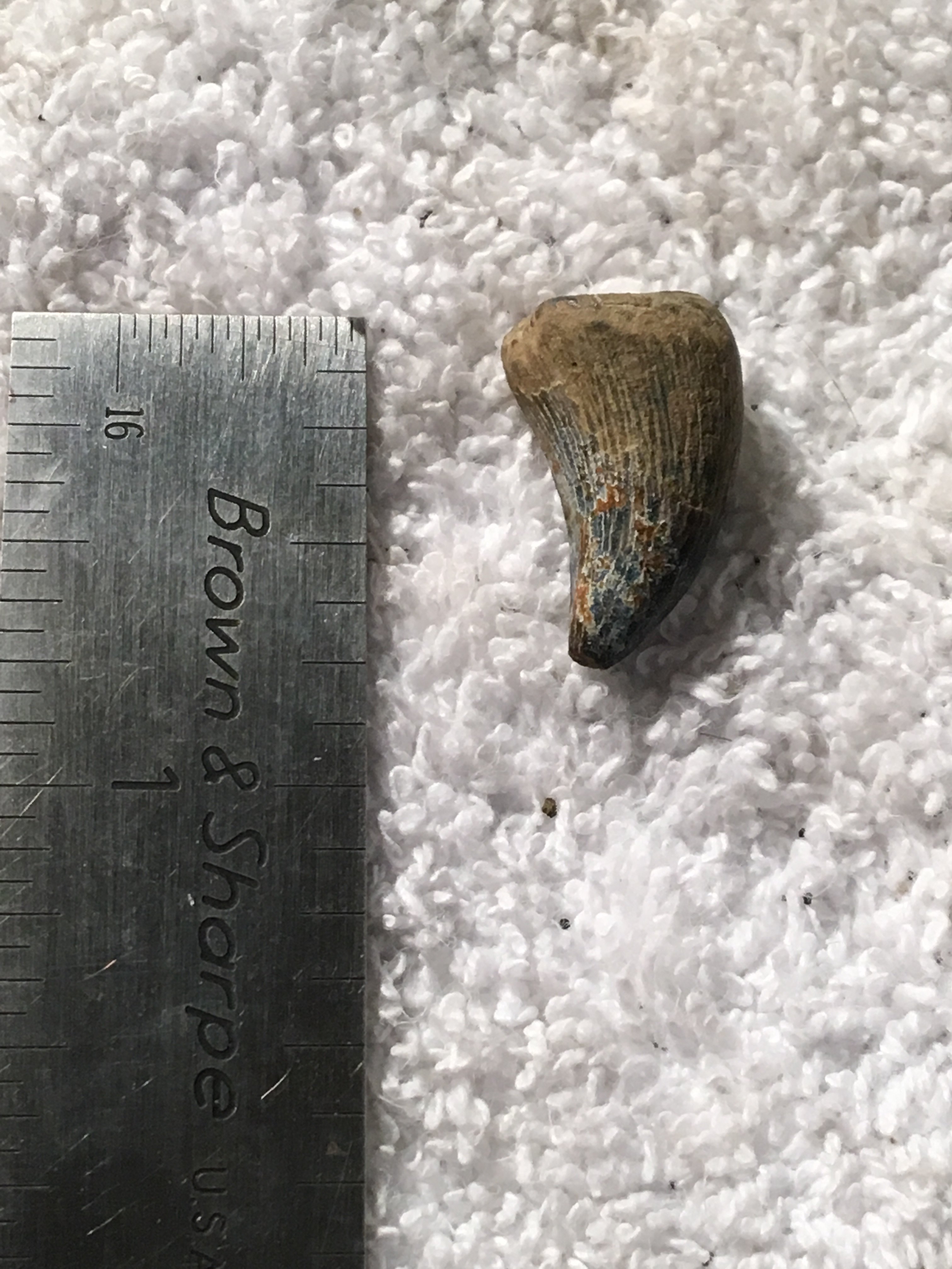 Help identifying tooth - Fossil ID - The Fossil Forum