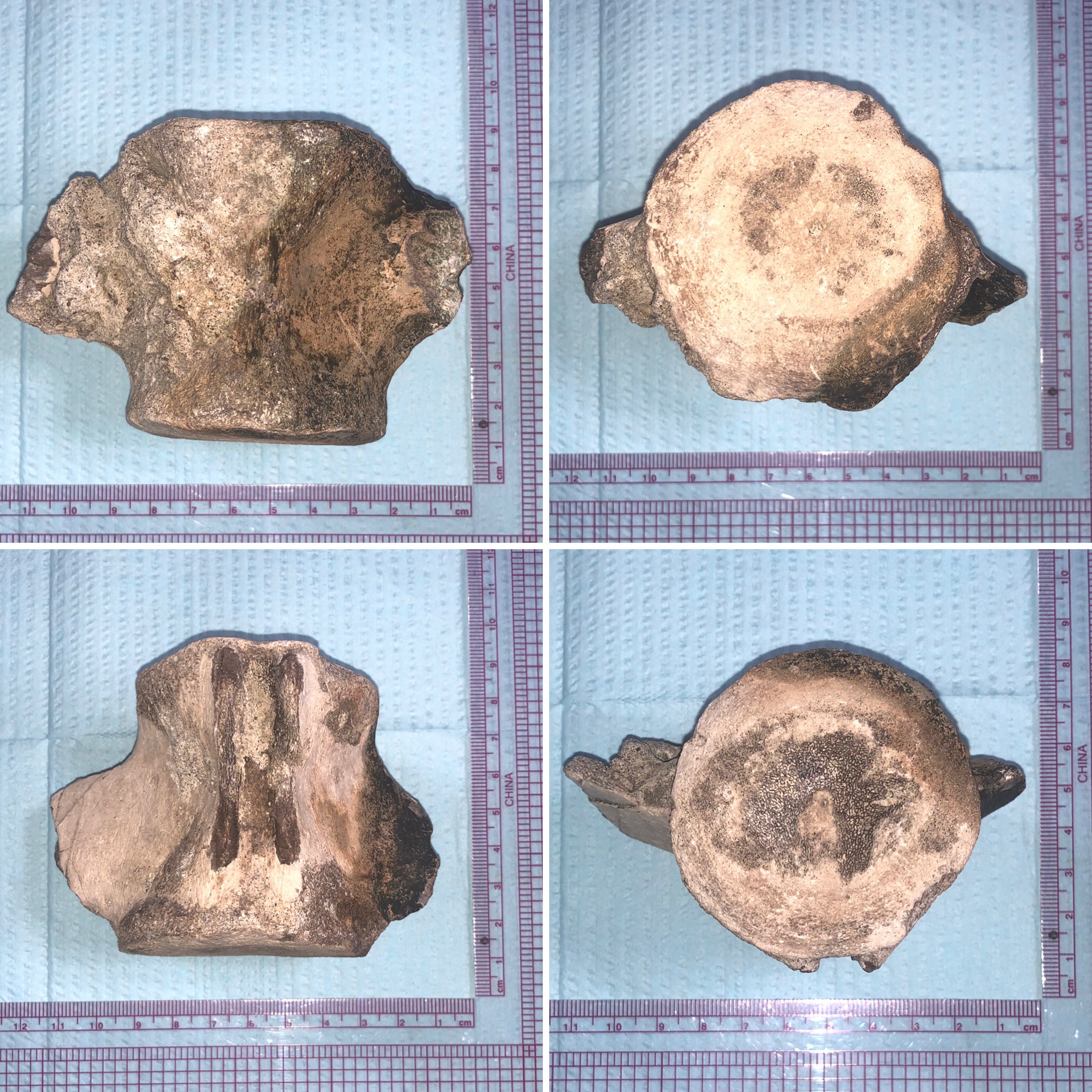 Vertebrae - Fossil ID - The Fossil Forum