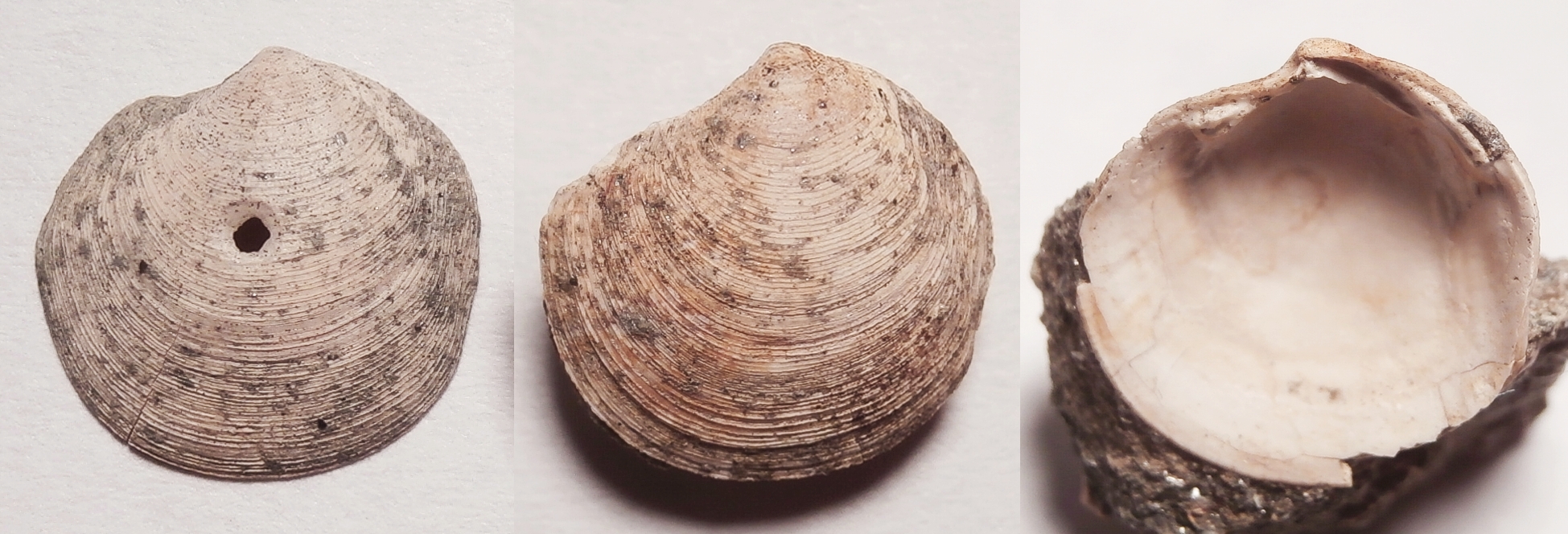 Miocene shell - Fossil ID - The Fossil Forum