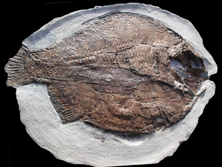 Show Us Your Favorite Fishy! - Member Collections - The Fossil Forum