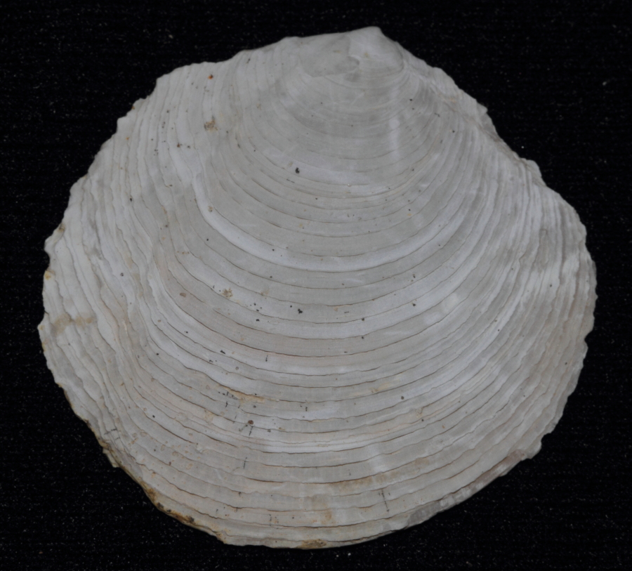 Miocene shell - Fossil ID - The Fossil Forum