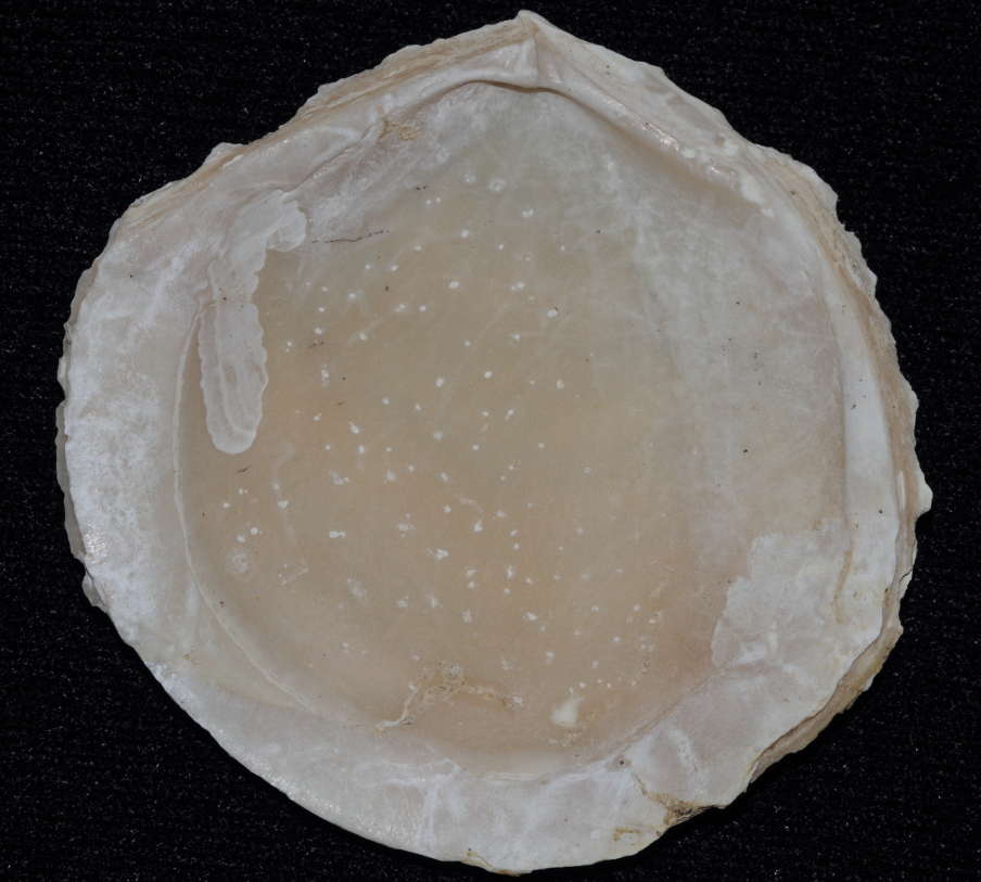 Miocene shell - Fossil ID - The Fossil Forum