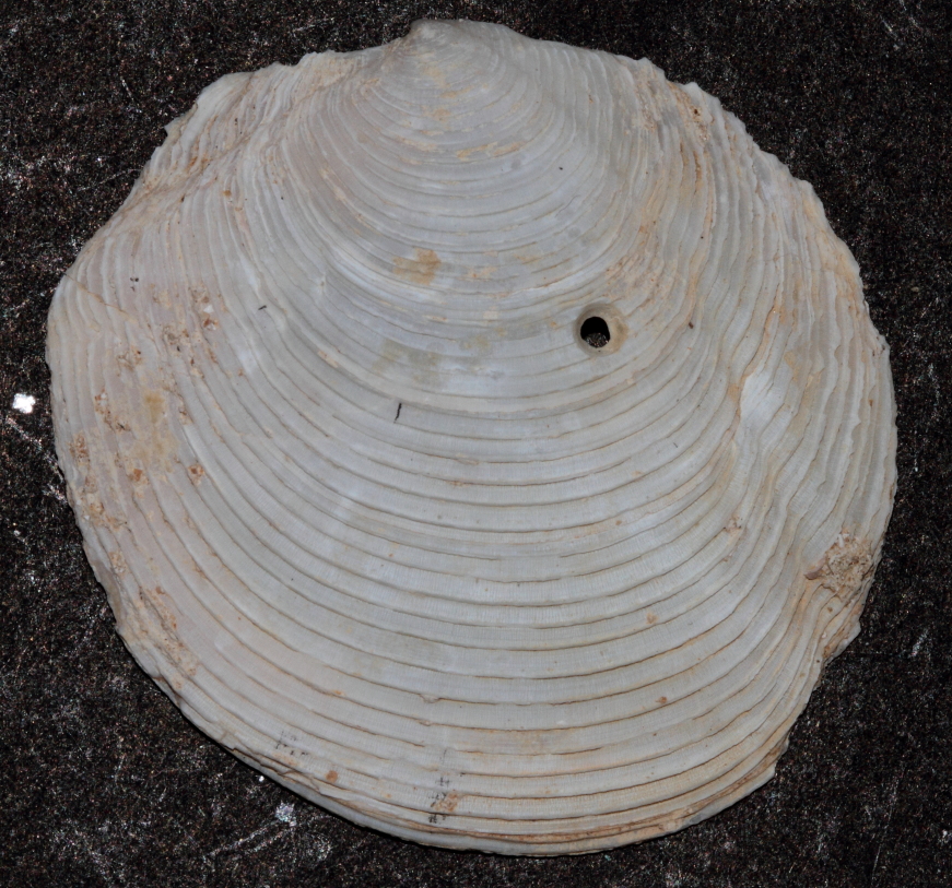 Miocene shell - Fossil ID - The Fossil Forum