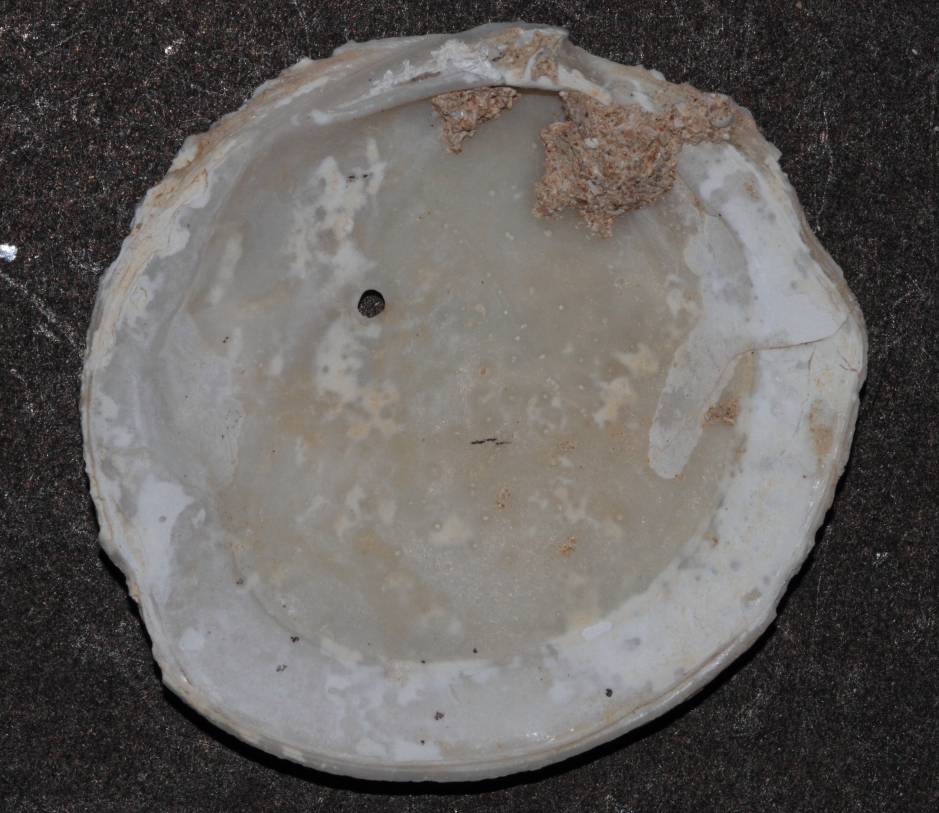 Miocene shell - Fossil ID - The Fossil Forum