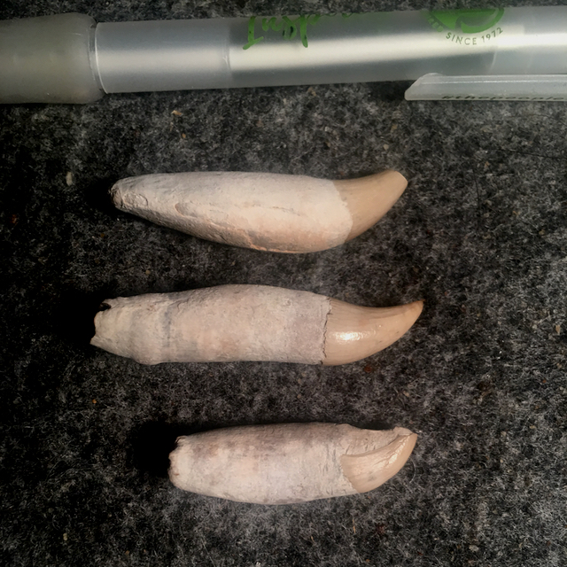 Cetacean? teeth from the Yorktown - Fossil ID - The Fossil Forum