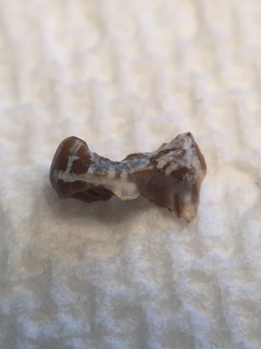 Lance fm Mammal Tooth? - Fossil ID - The Fossil Forum