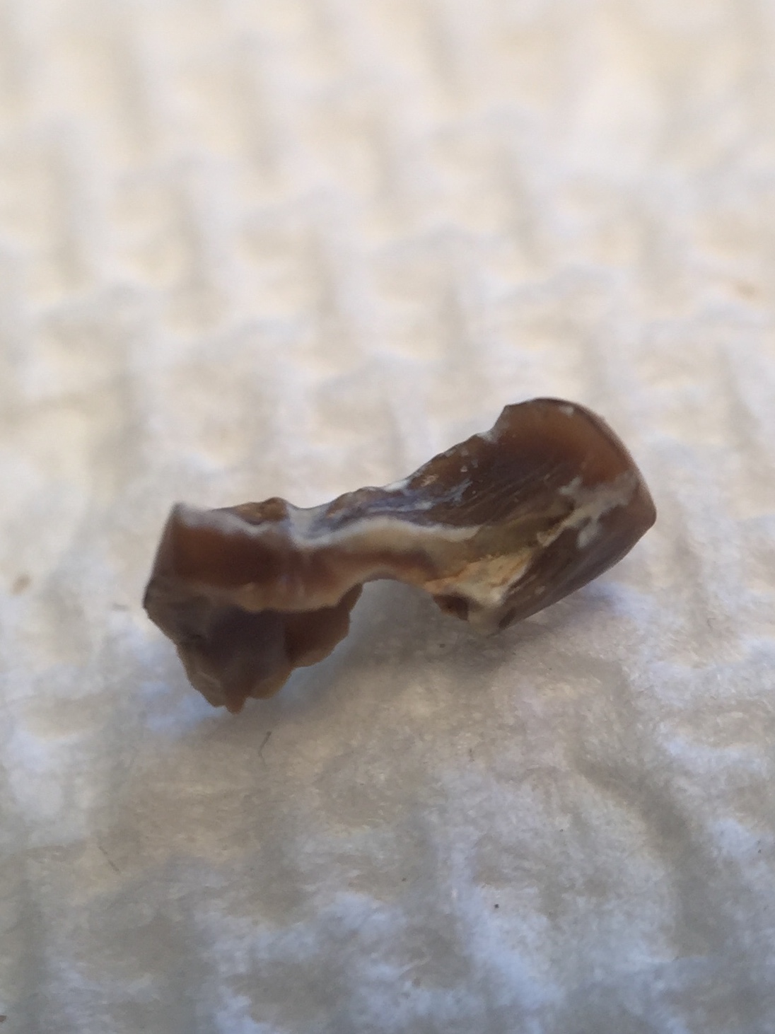 Lance fm Mammal Tooth? - Fossil ID - The Fossil Forum