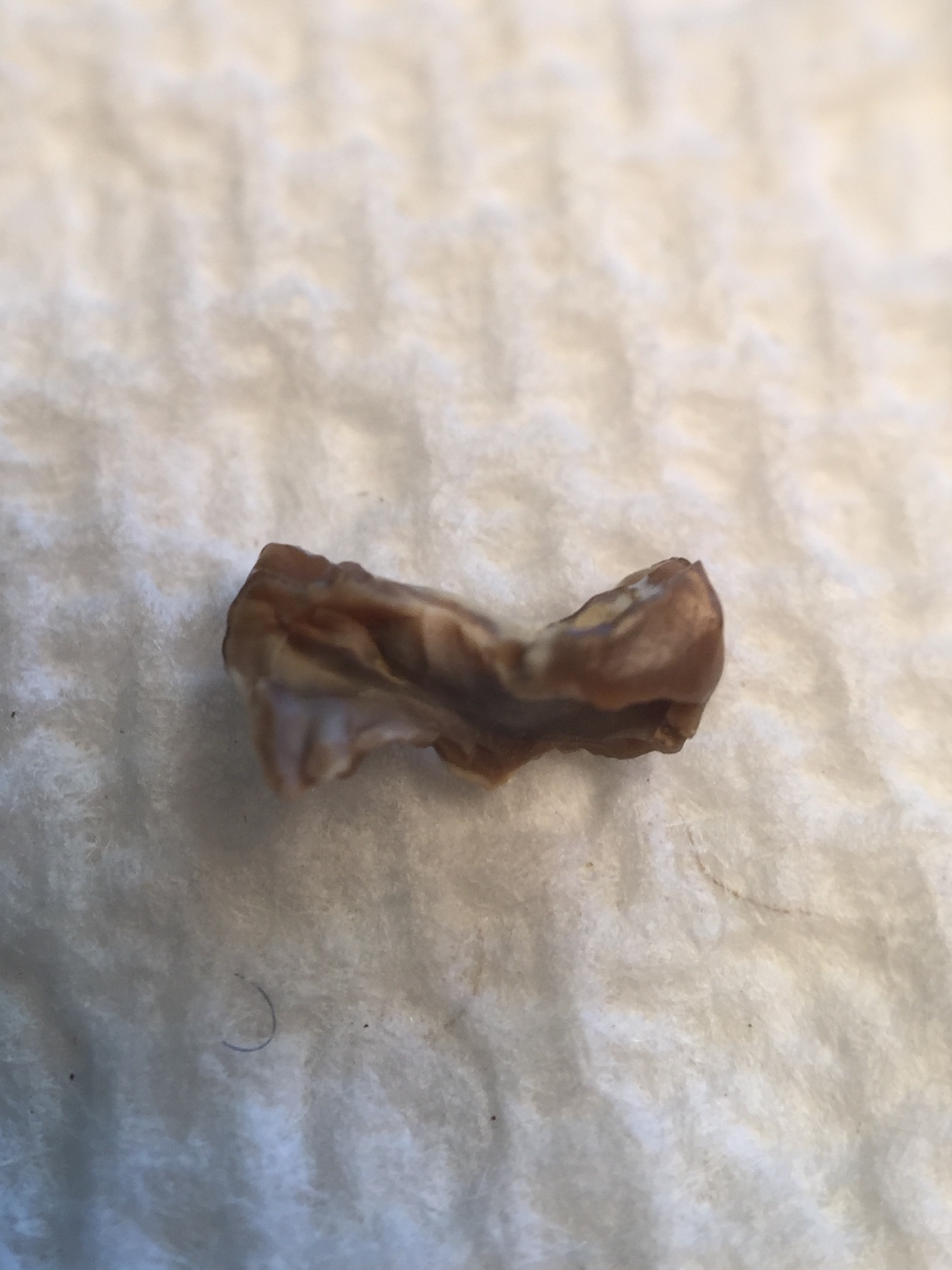 Lance fm Mammal Tooth? - Fossil ID - The Fossil Forum