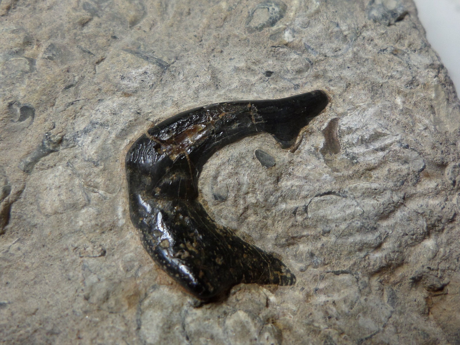 Isle of Wight Fossils - Fossil ID - The Fossil Forum