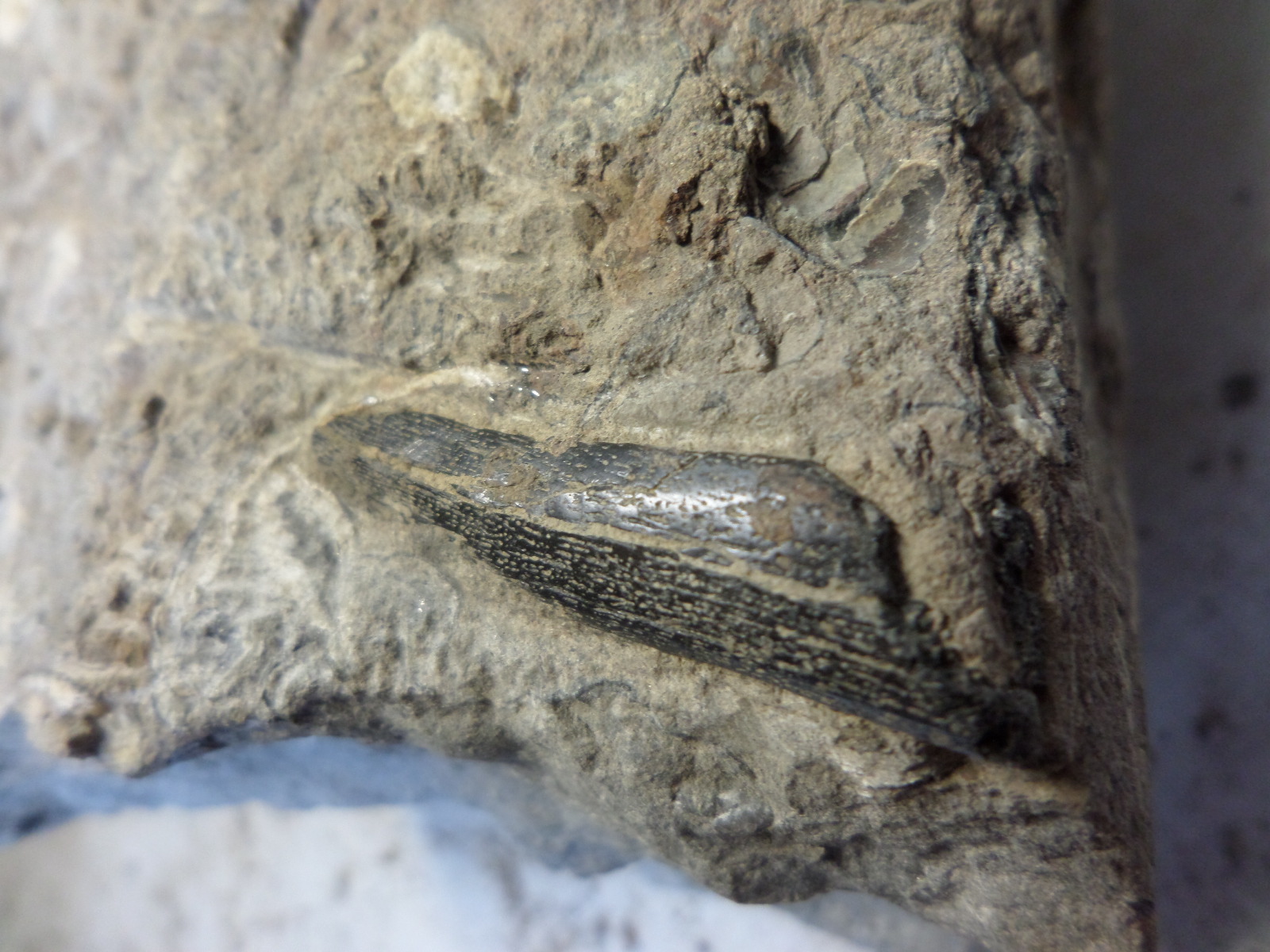 Isle of Wight Fossils - Fossil ID - The Fossil Forum