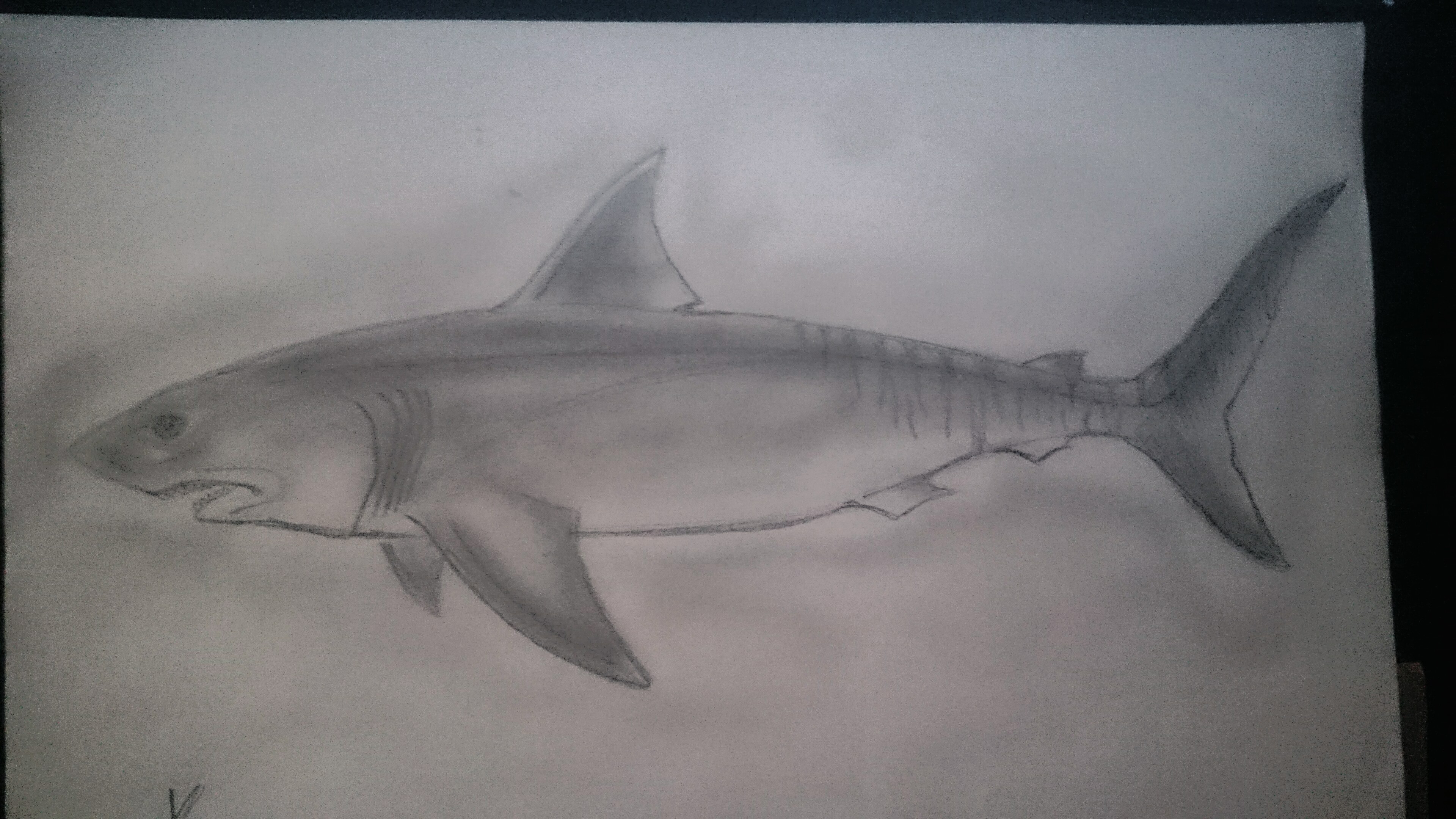 Extinct Sharks - Paleo Re-creations - The Fossil Forum