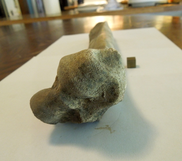Big Bone - femur? - Fossil ID - The Fossil Forum