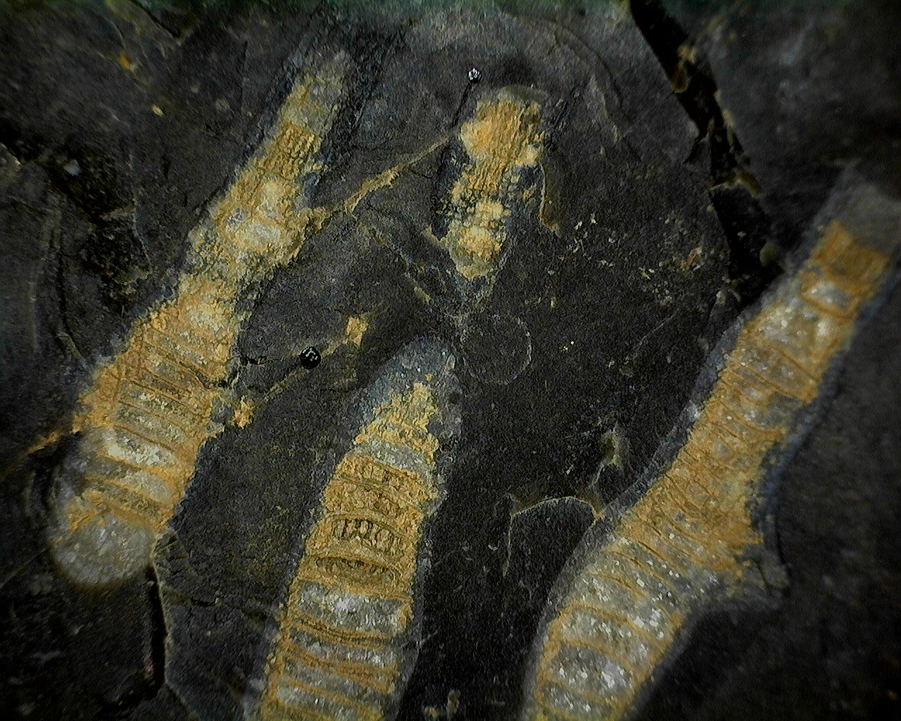 Strange fossils in chert found in NY - Fossil ID - The Fossil Forum