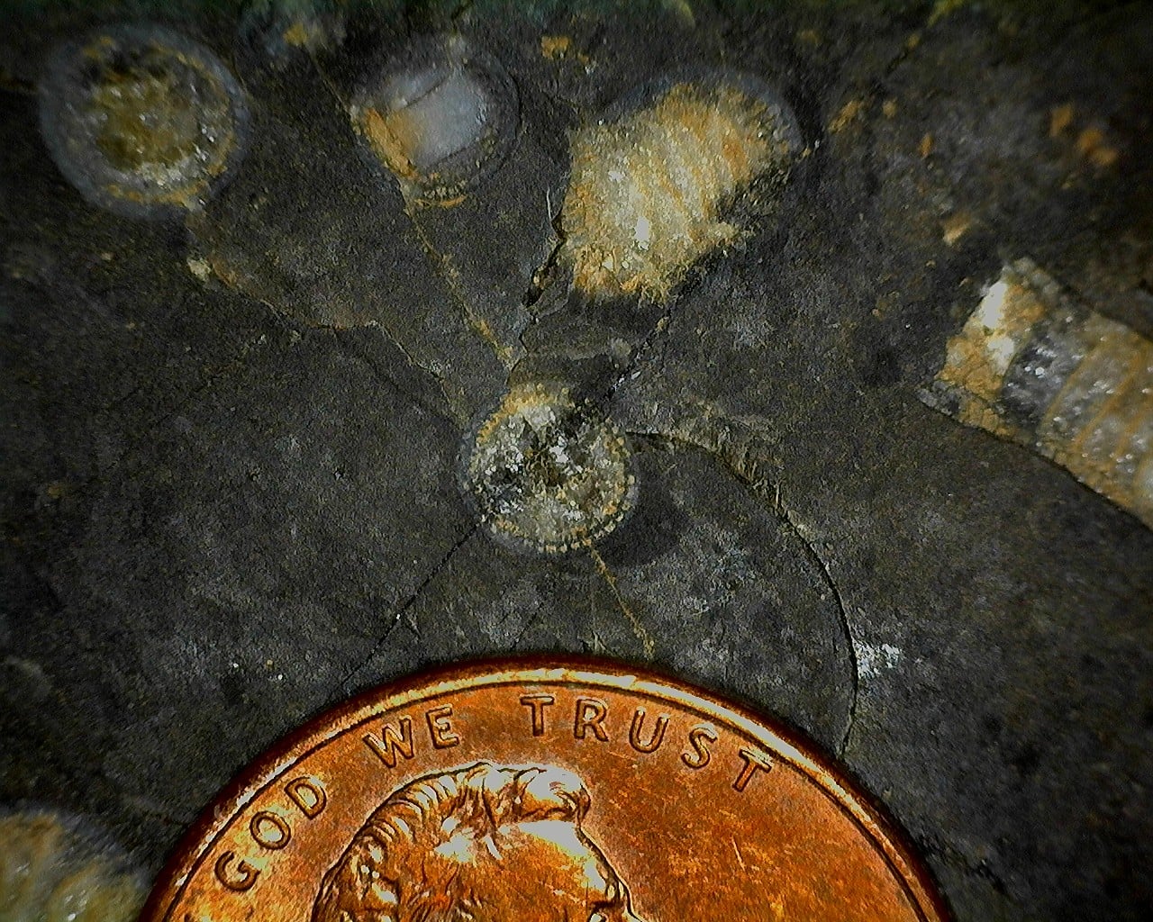 Strange fossils in chert found in NY - Fossil ID - The Fossil Forum