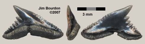 Hemigaleidae Teeth? - Fossil ID - The Fossil Forum